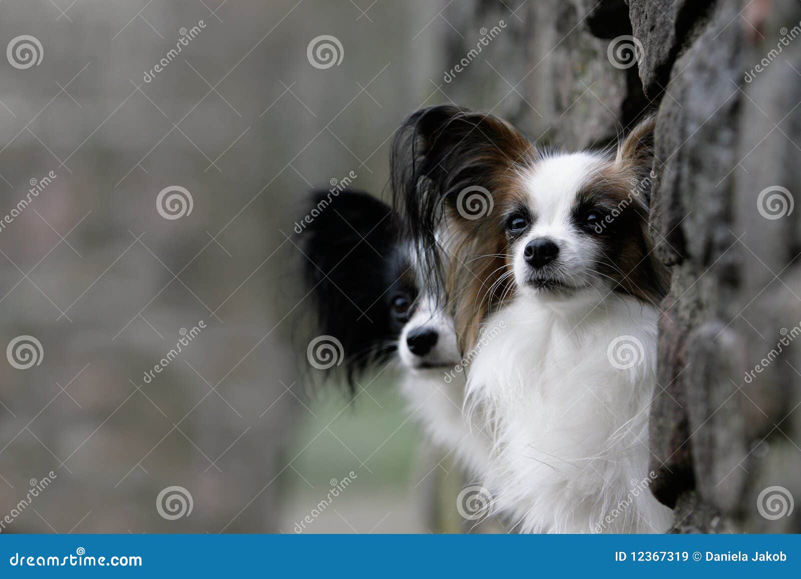 Couple of papillon dogs stock image. Image of brown, papillon - 12367319