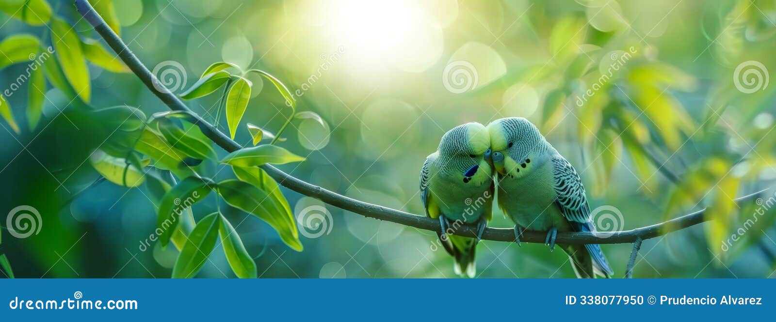 Couple of Parakeets or Parrots Hugging on the Branch of a Tree Stock ...