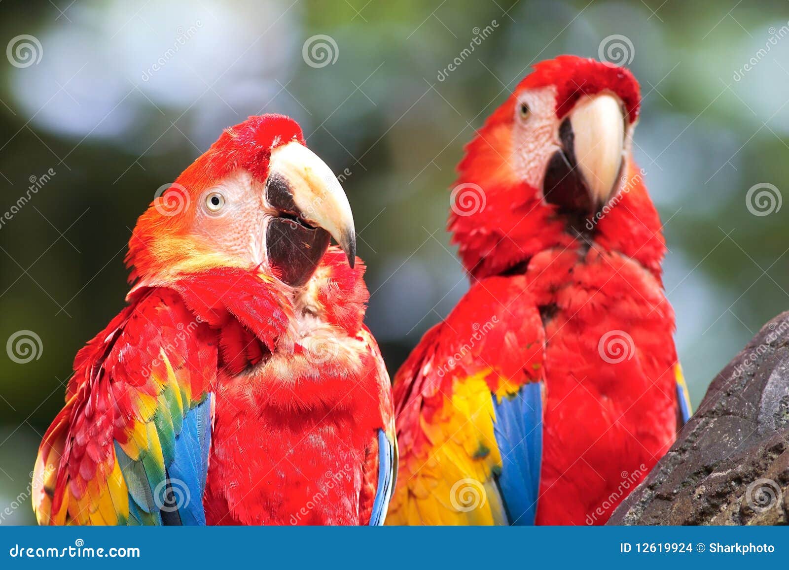 A couple of parrot stock photo. Image of birds, culinary - 12619924