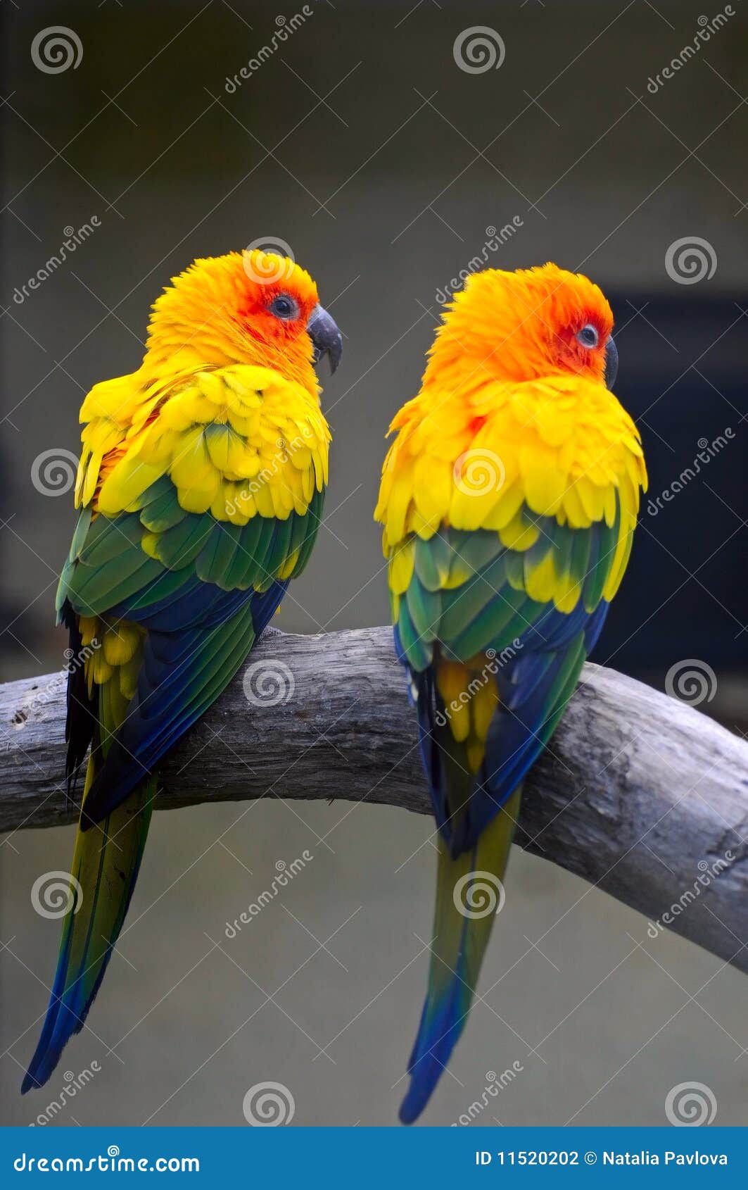 A couple of parrots stock photo. Image of close, green - 11520202