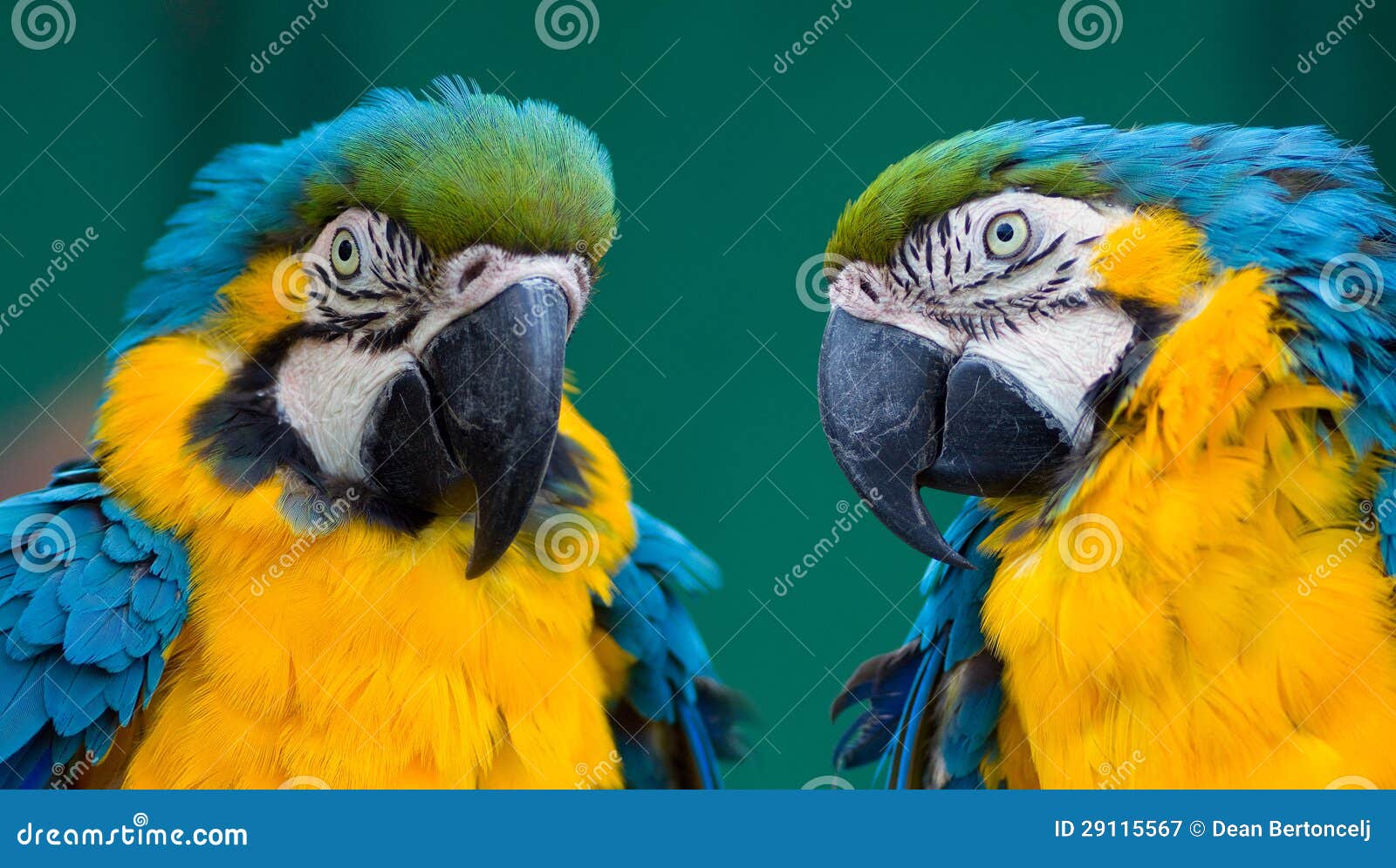 Couple of parrots stock image. Image of parrot, friends - 29115567