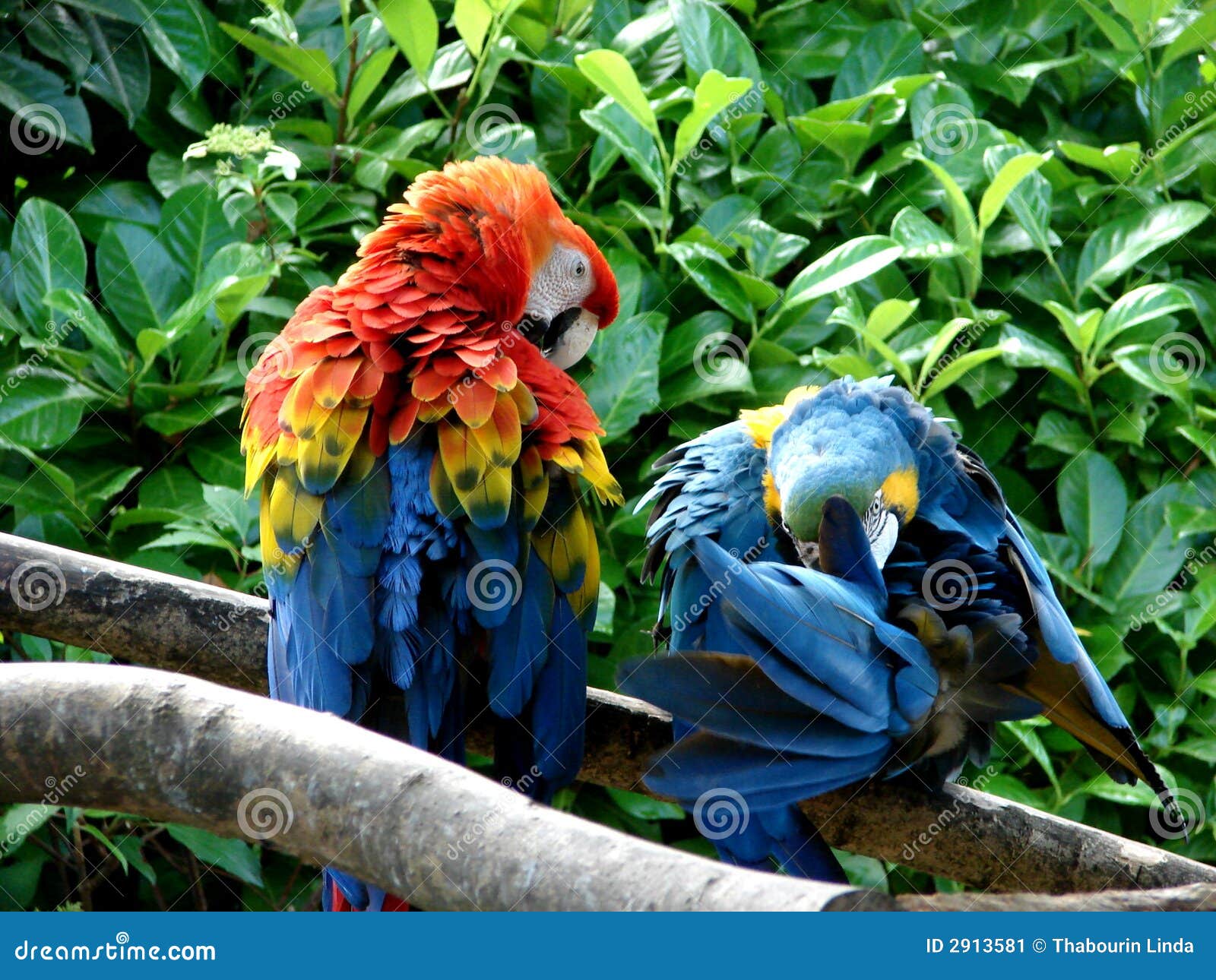 Couple parrots stock image. Image of fauna, woods, parrots - 2913581