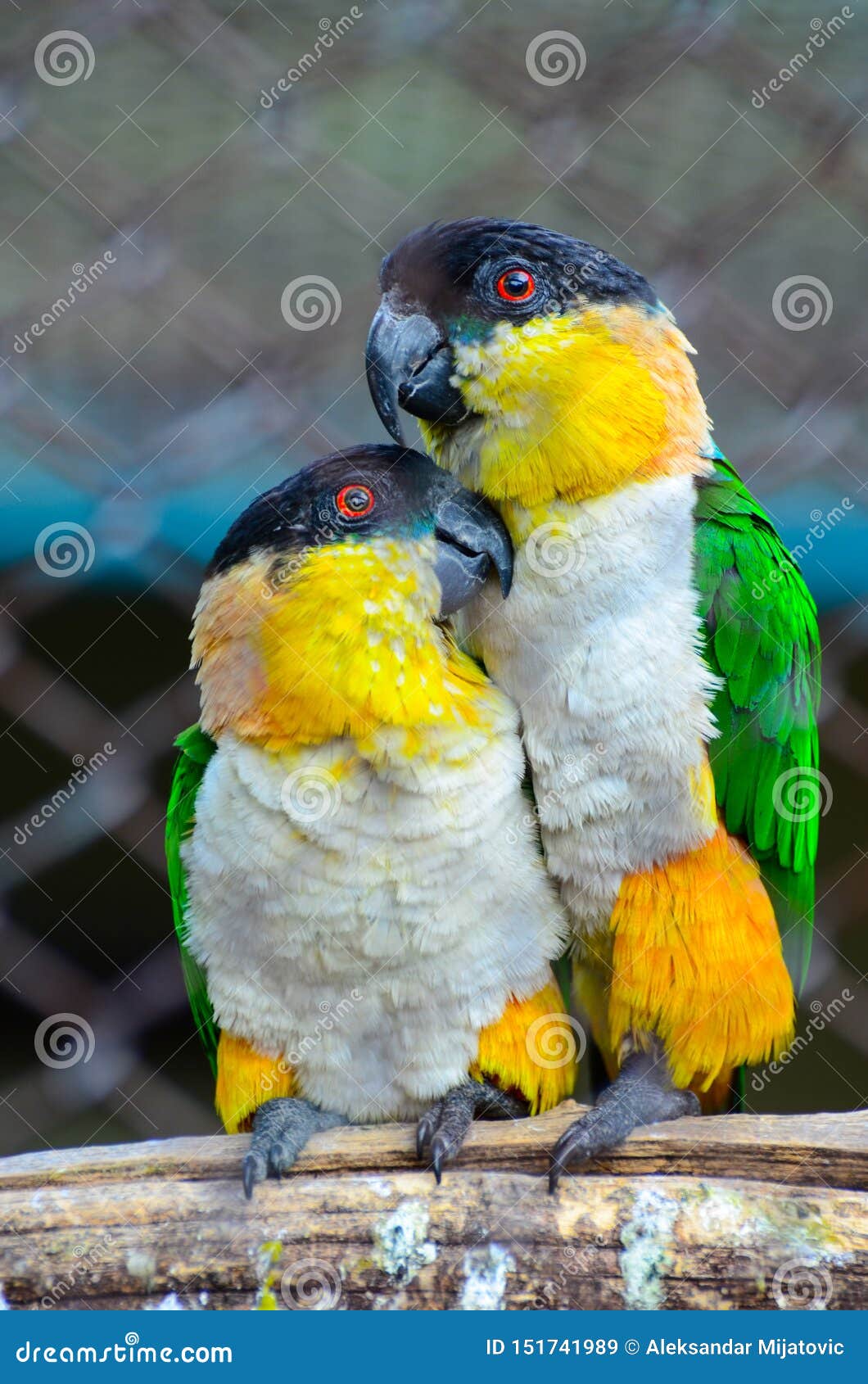 Couple of Parrots on a Branch in Love Stock Image - Image of close ...