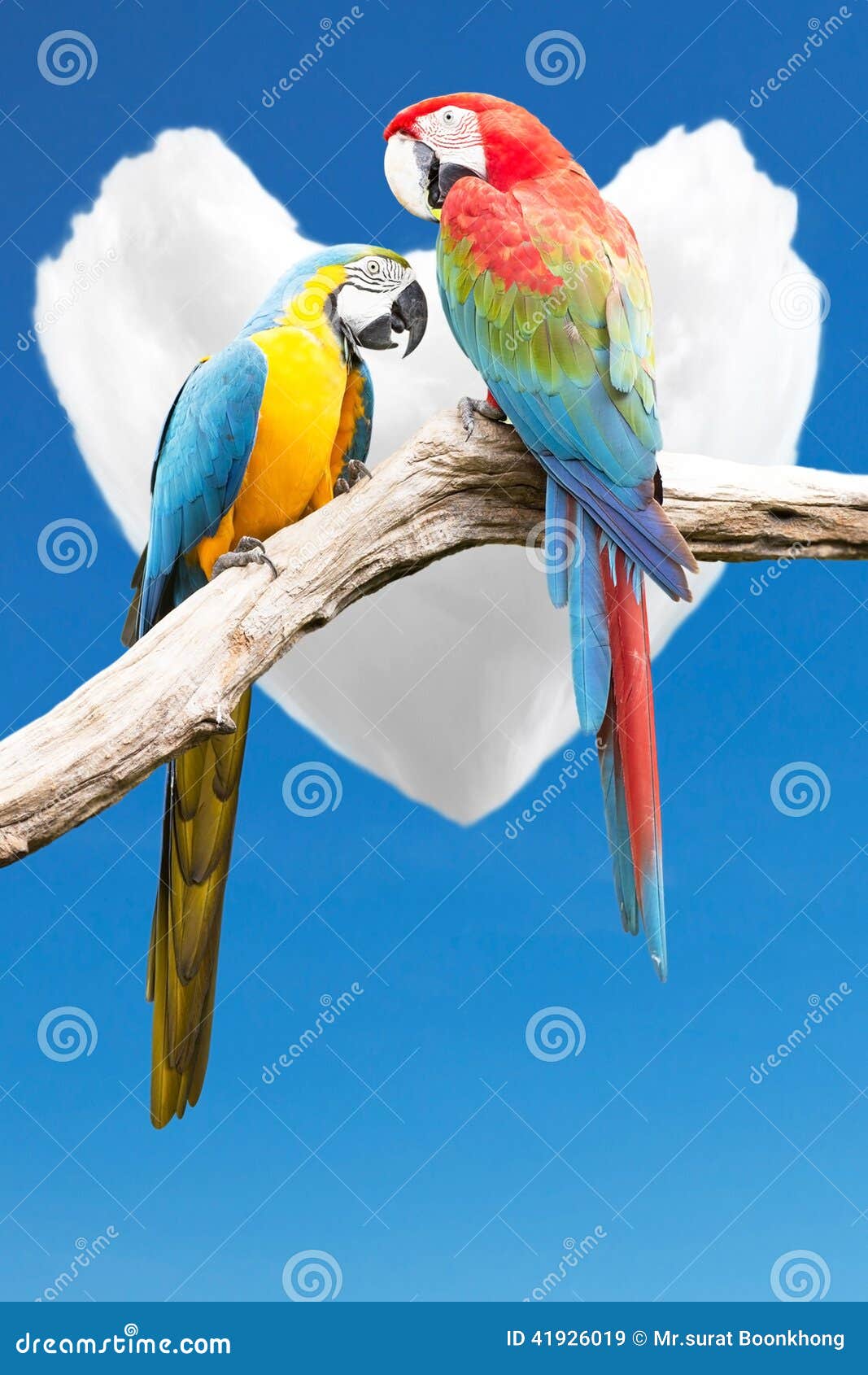 Parrots Heart Stock Photos - Free & Royalty-Free Stock Photos from ...