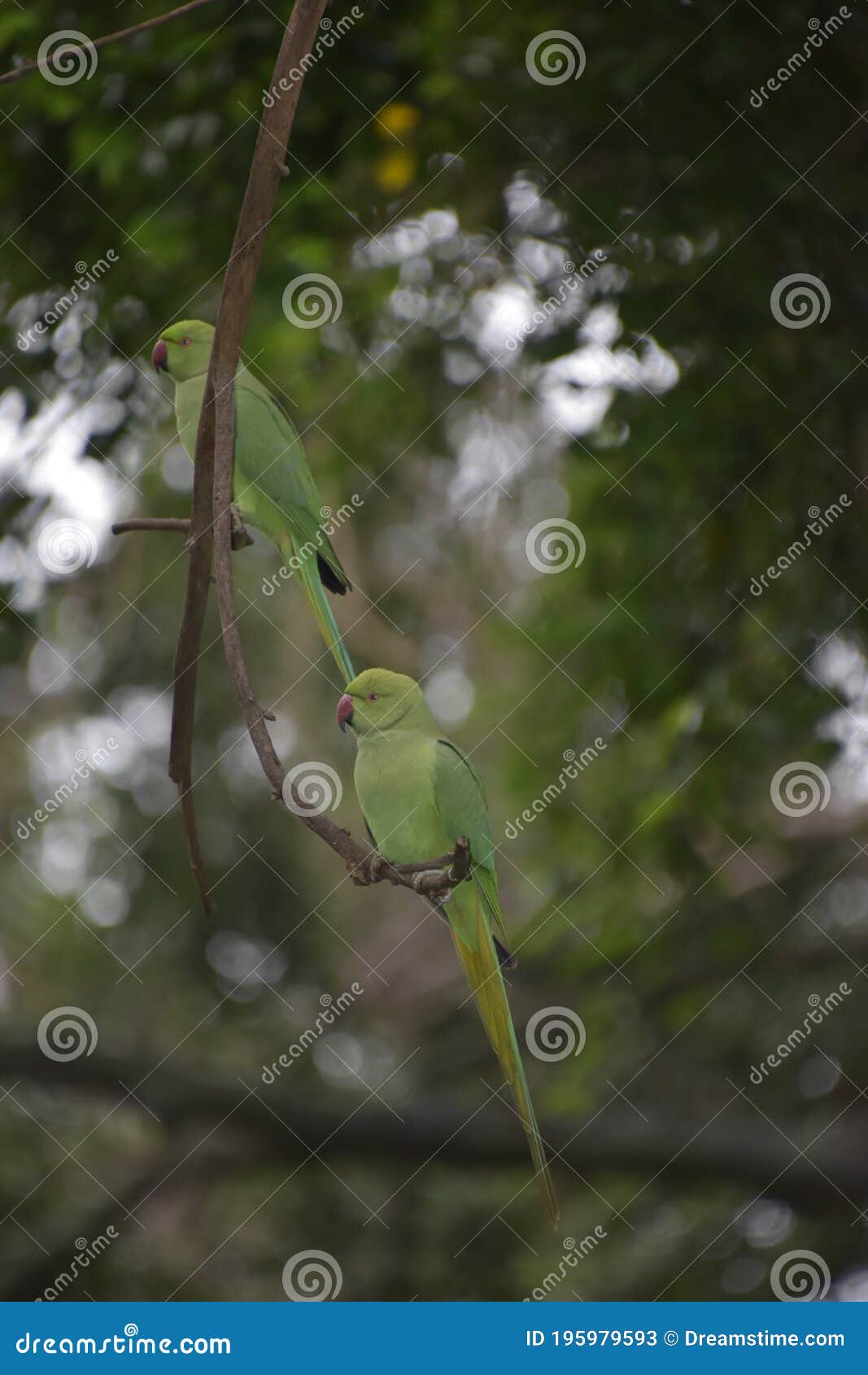 Couple Parrots stock image. Image of beautiful, branch - 195979593