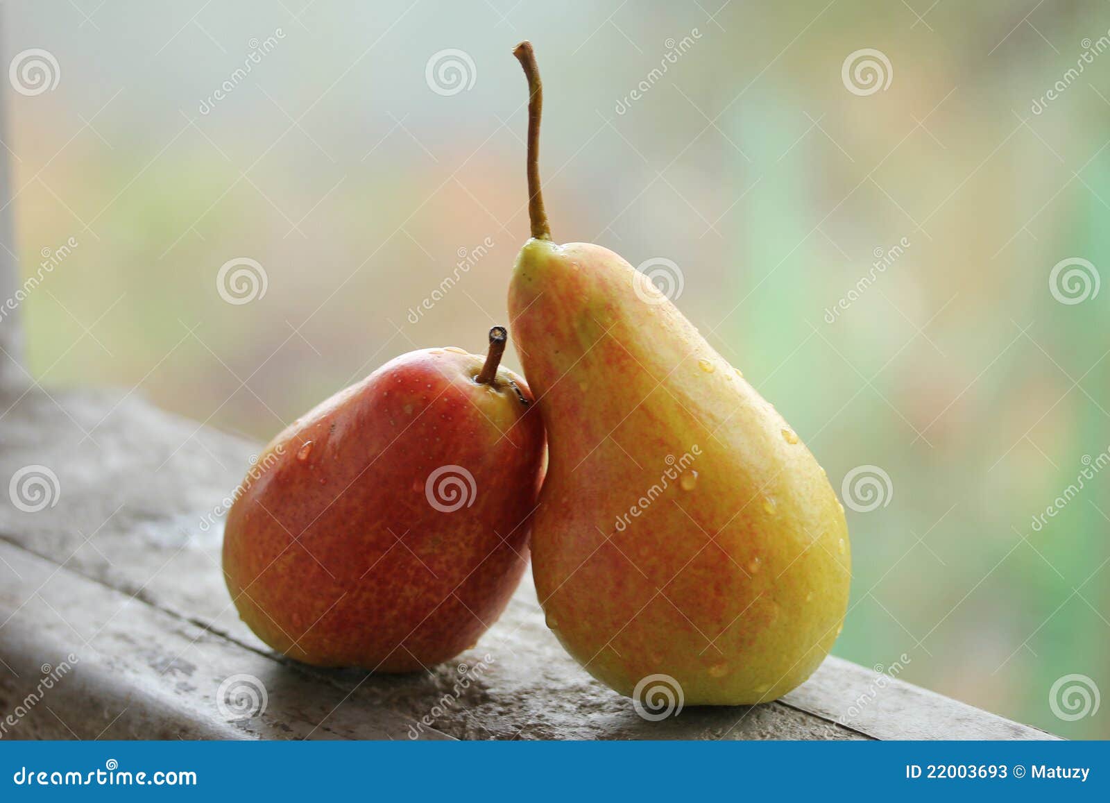 Couple of pears stock image. Image of food, healthy, branch - 22003693