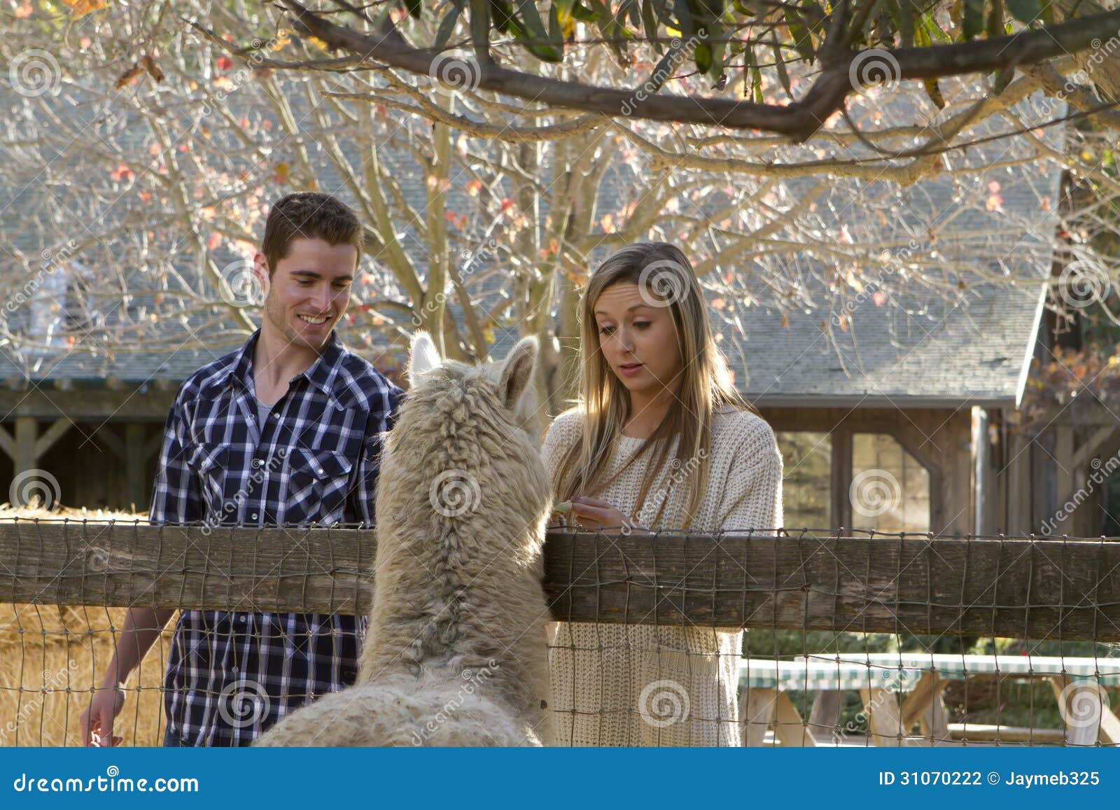 Couple at Petting Zoo stock photo. Image of couple, romance - 31070222