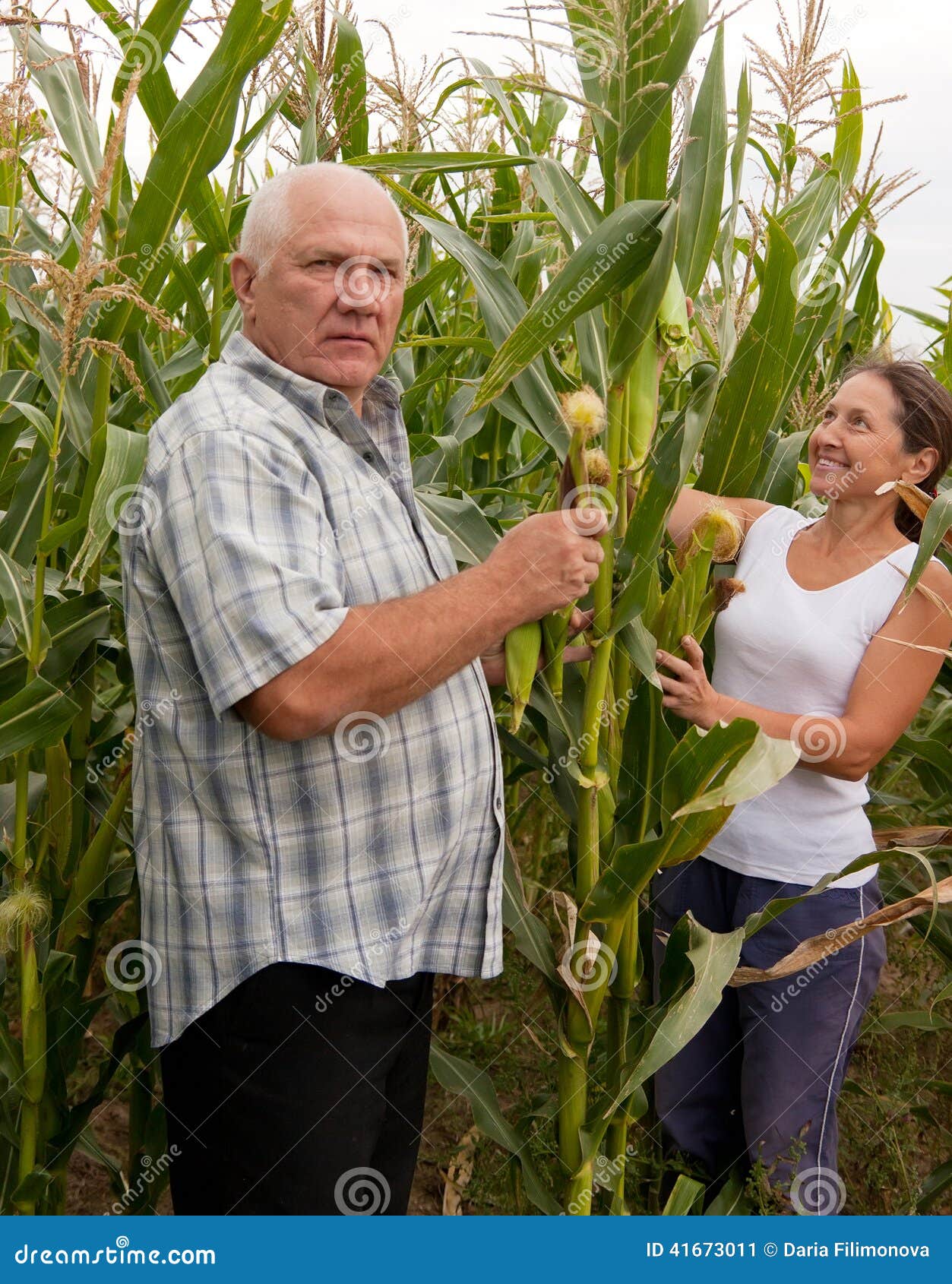 Couple picking corn ears stock image. Image of grey, outdoor - 41673011