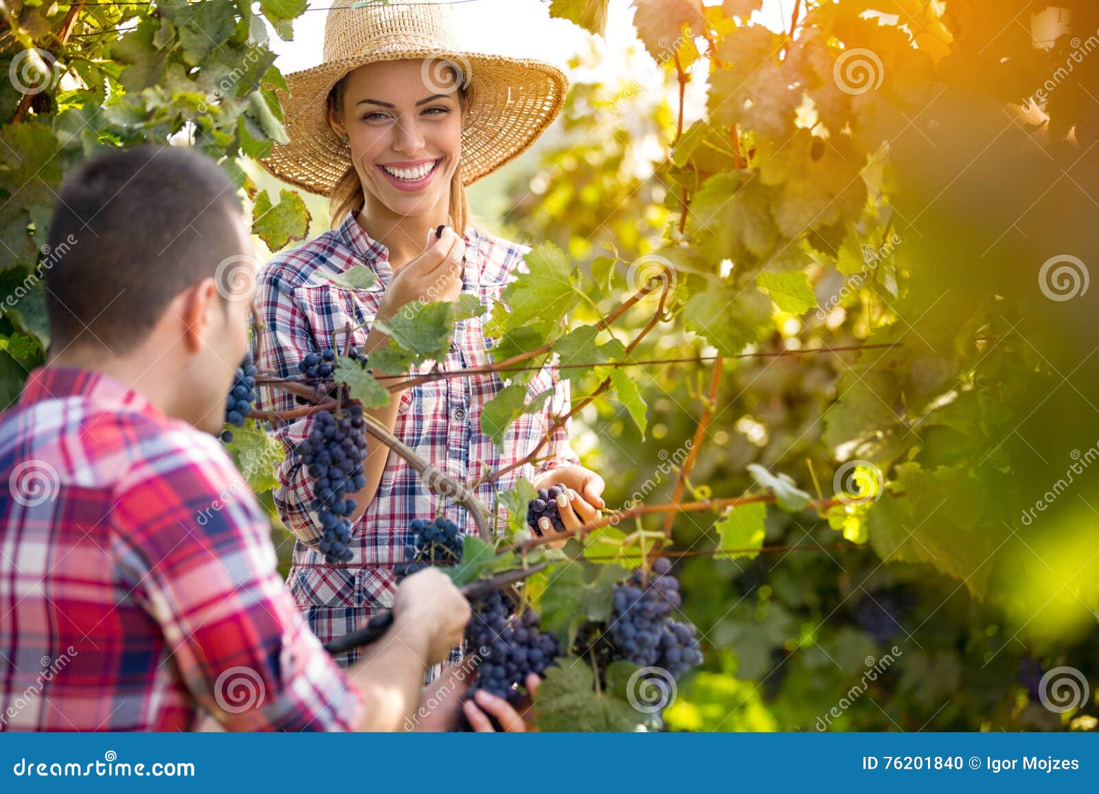 Couple picking grape vines stock photo. Image of people - 76201840