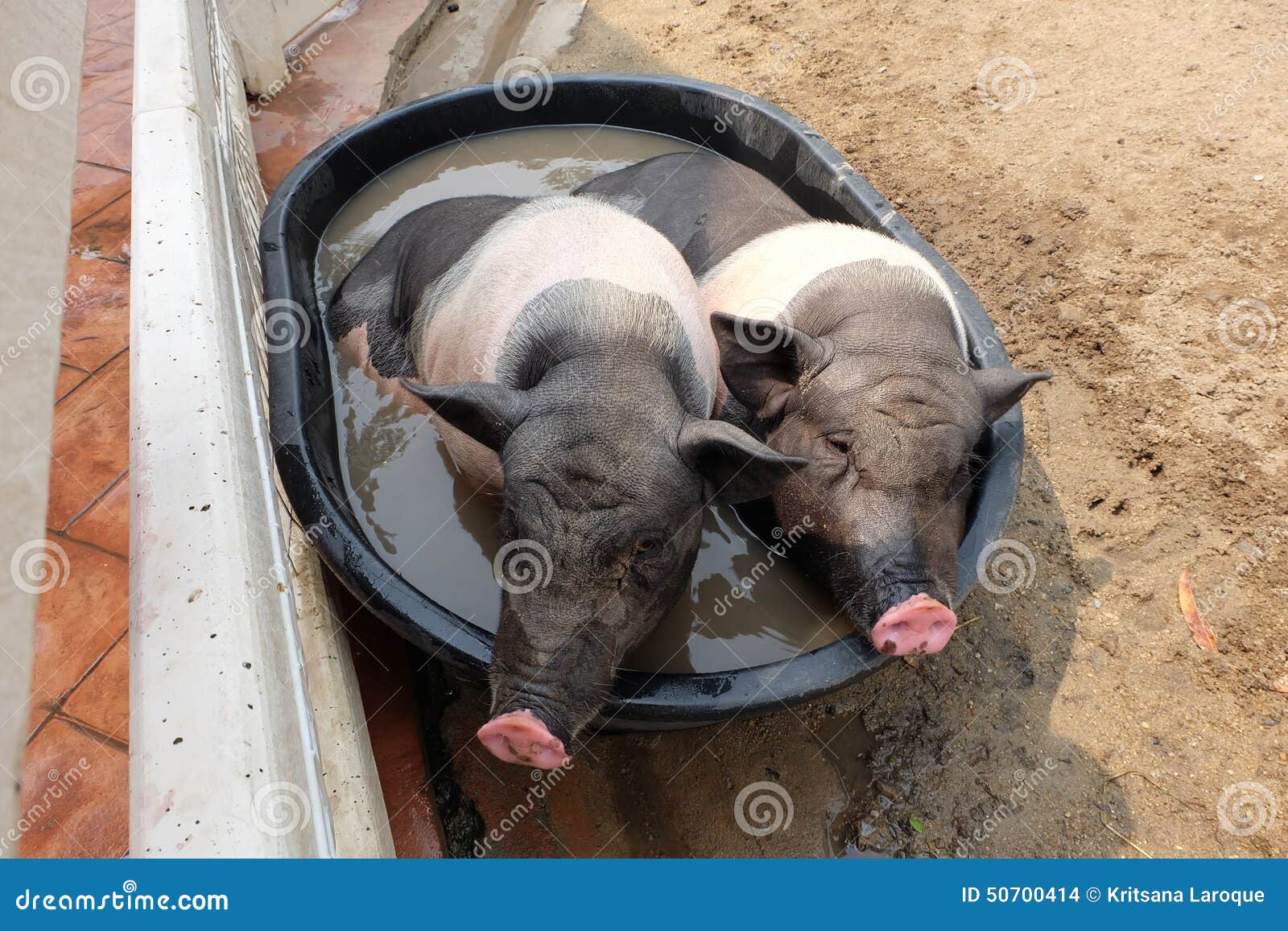 Couple Pig Bathing Together Stock Photo - Image of protection, happy ...