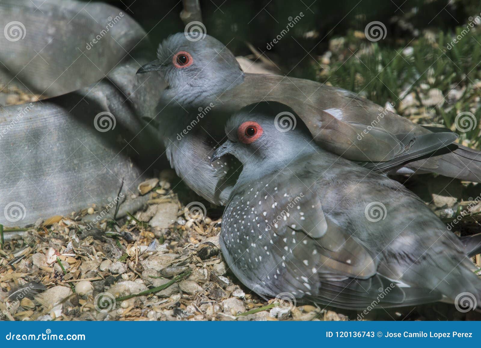 Couple of pigeons resting stock image. Image of couple - 120136743