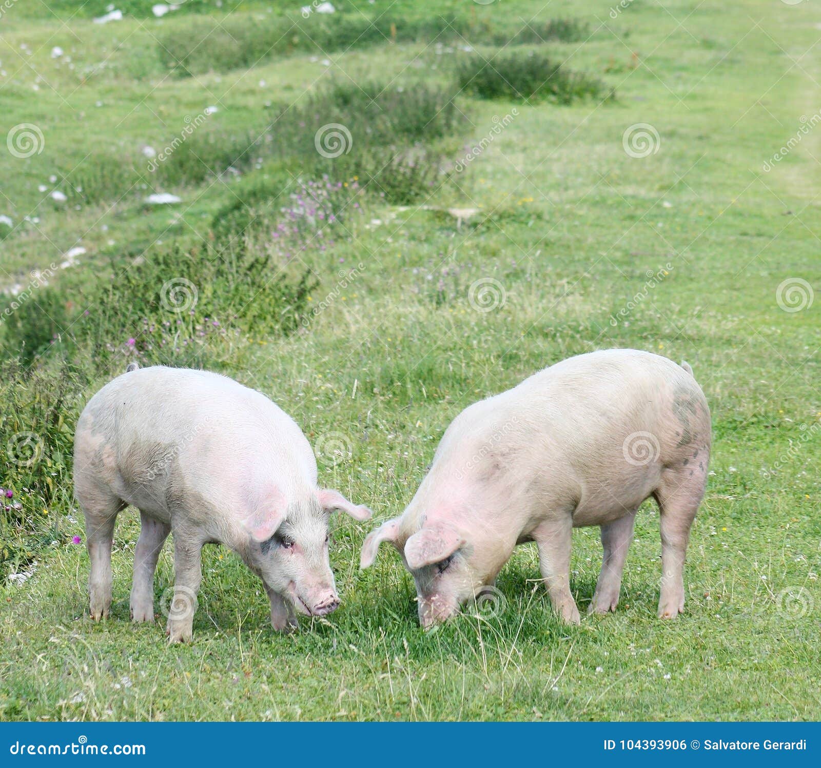 Couple of Pigs Grazing in Mountain Meadows Stock Photo - Image of rest ...
