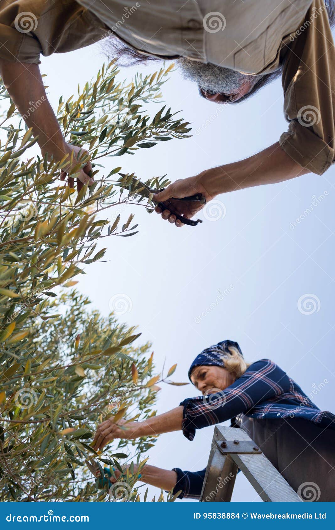 Couple Pruning Olive Tree in Farm Stock Photo - Image of clothing ...