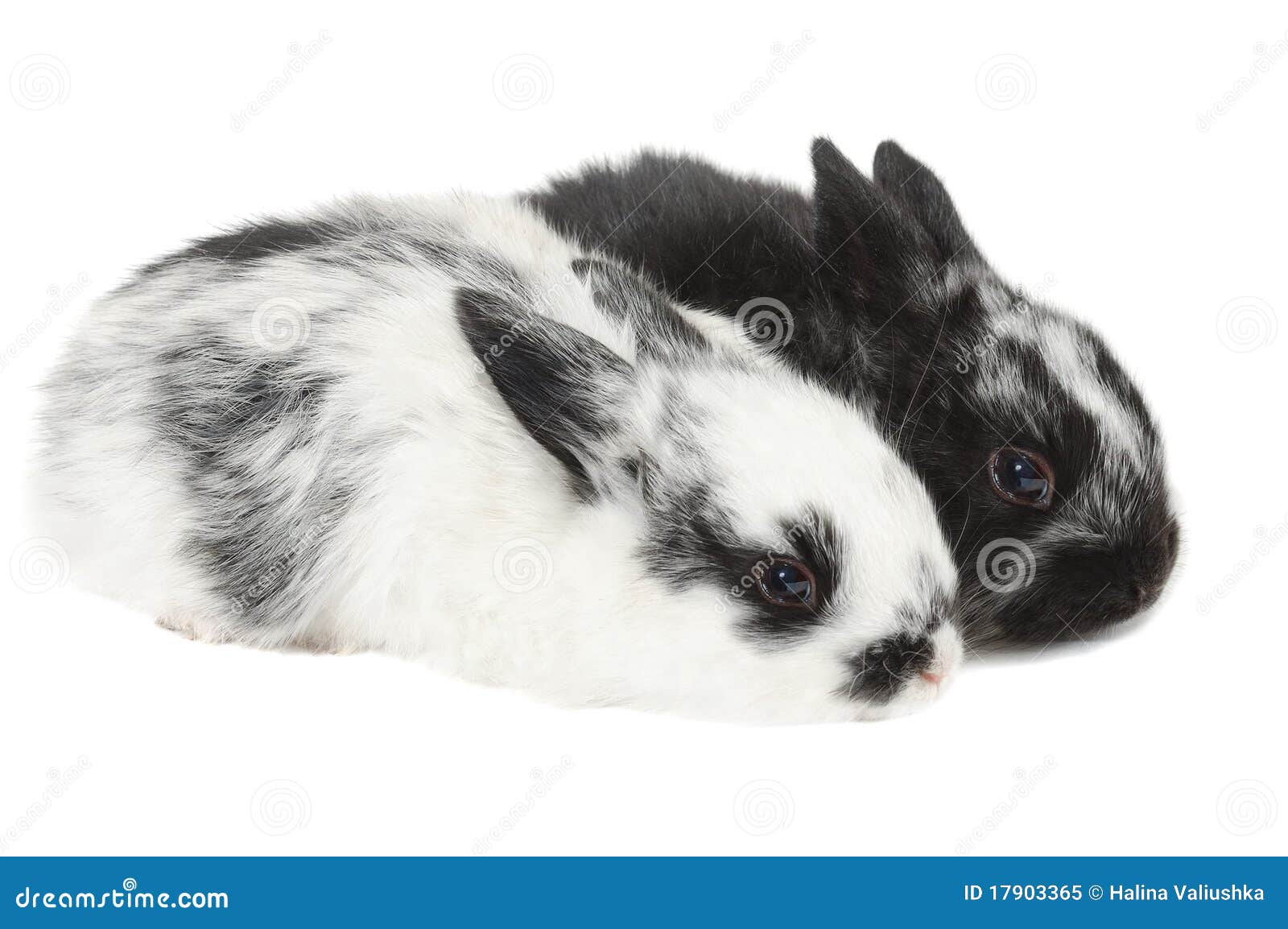 Couple rabbit stock image. Image of view, inoffensive - 17903365