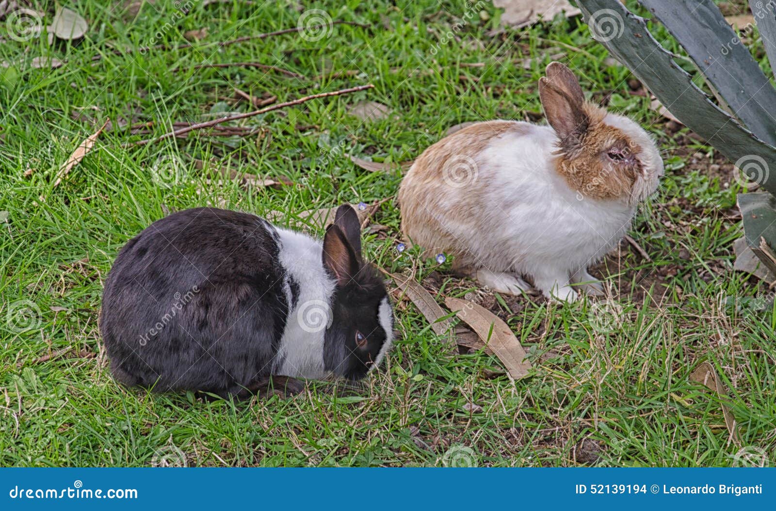 Couple of Rabbits in the Countryside Stock Photo - Image of cony, field ...