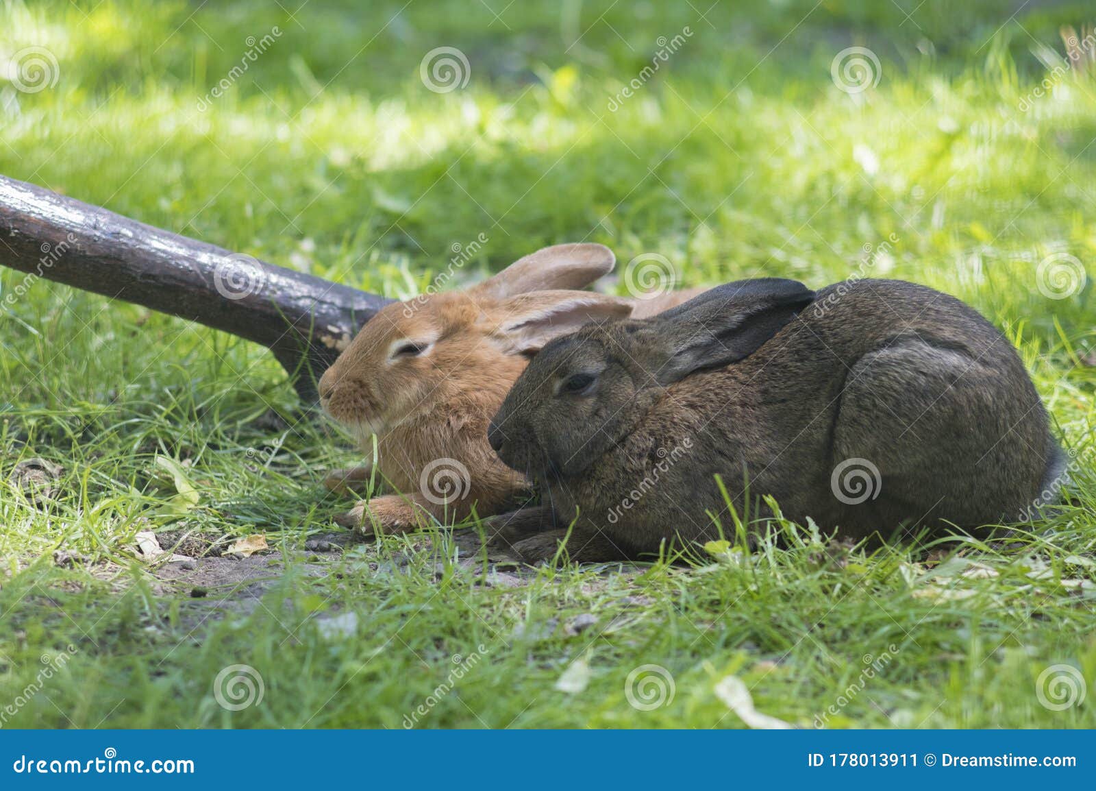 A Couple of Rabbits Hugging Stock Image - Image of togethern, hugging ...