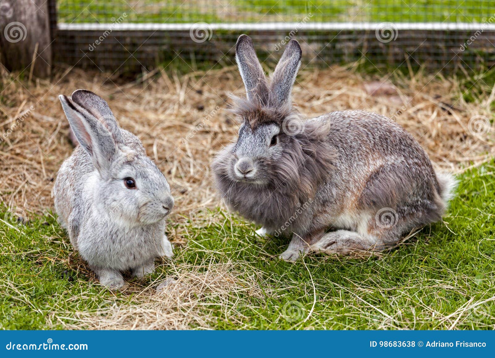 Couple of rabbits stock photo. Image of animals, rabbits - 98683638