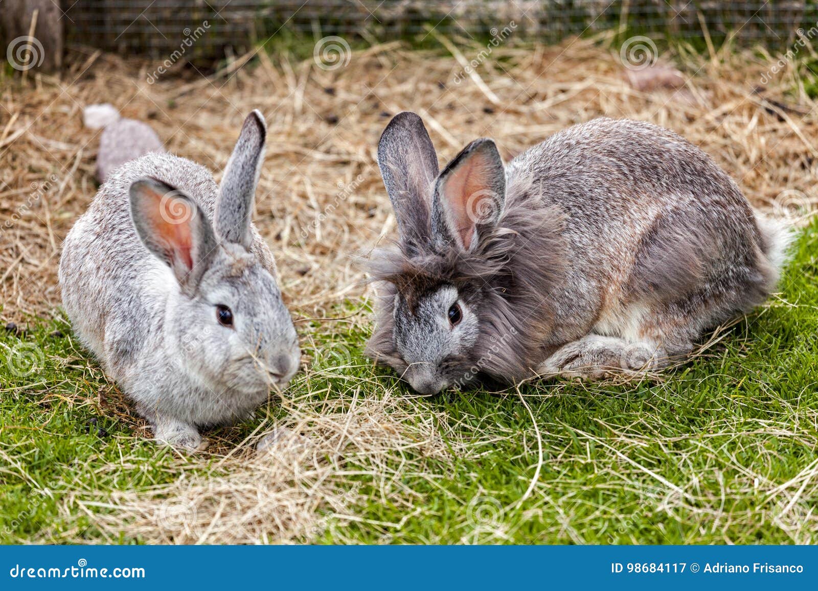 Couple of rabbits stock image. Image of straw, sympathy - 98684117