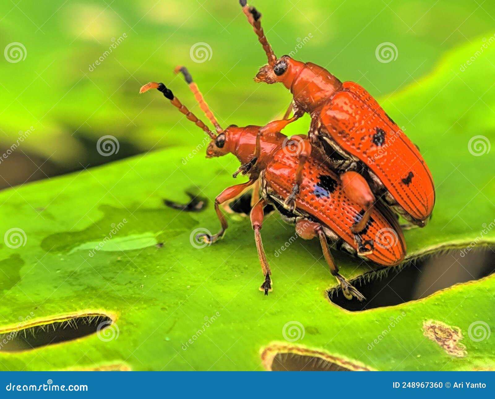 Red Beetle Mating on Green Leaf Stock Photo - Image of weevil, flower: 248967360