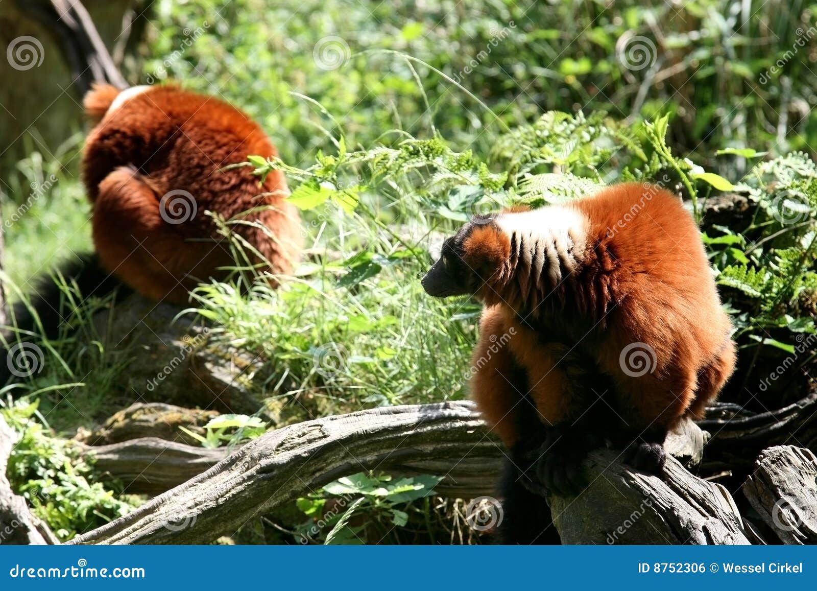 Angry Lemur Royalty-Free Stock Photo | CartoonDealer.com #9521739