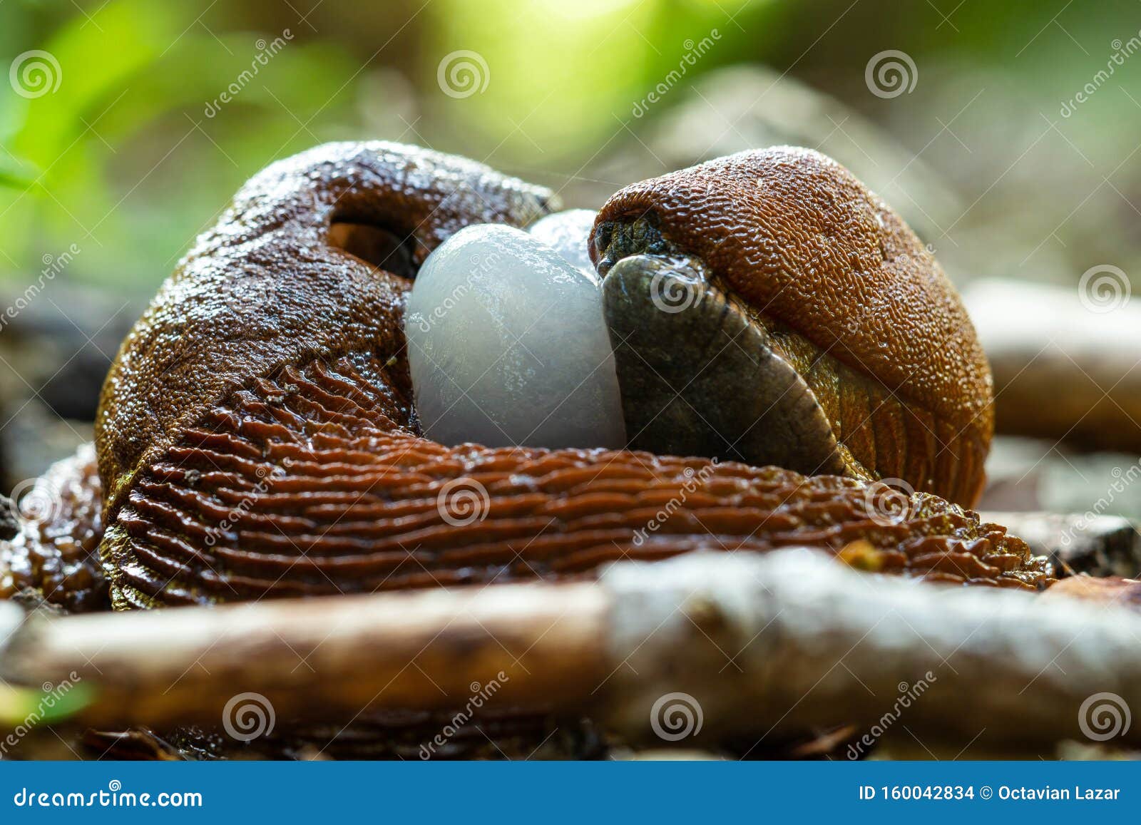 Couple of Red Slugs Mating Around a Couple of Eggs on the Ground in ...