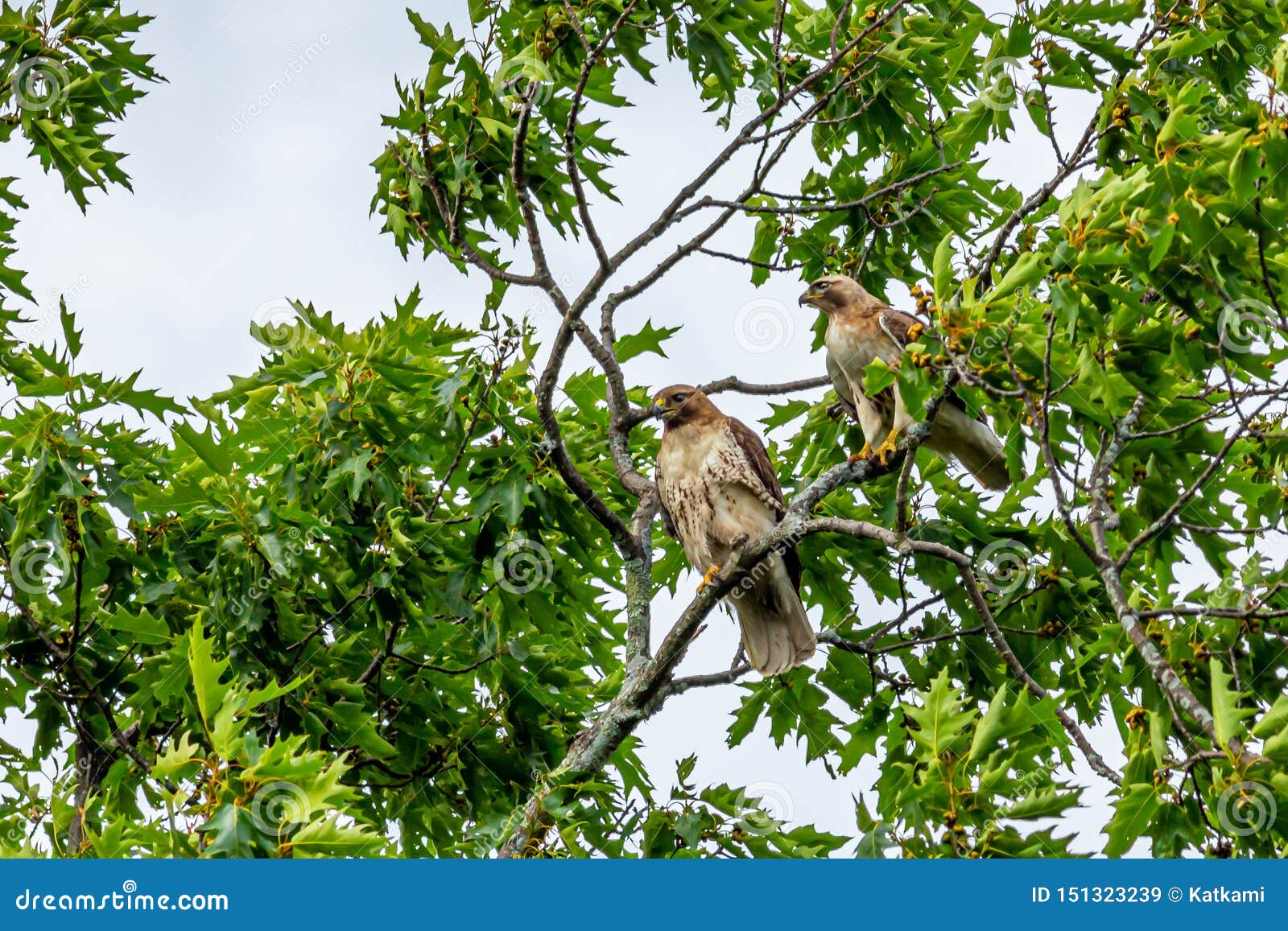 A Couple of Red-tailed Hawks Perching in a Tree Canopy Stock Image ...
