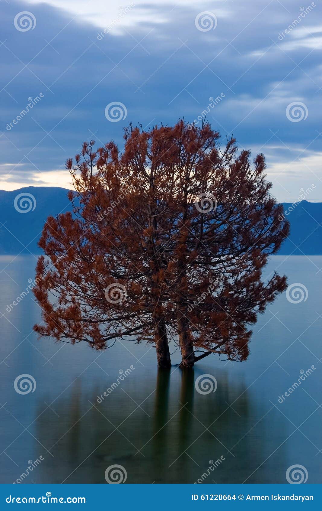 A Couple of Red Tree in the Lake of Sevan Stock Photo - Image of water ...
