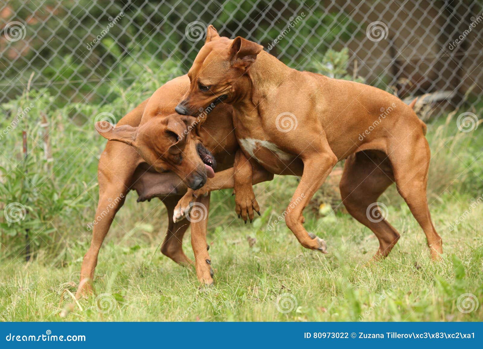 Couple of Rhodesian Ridgebacks Playing in the Garden Stock Photo ...