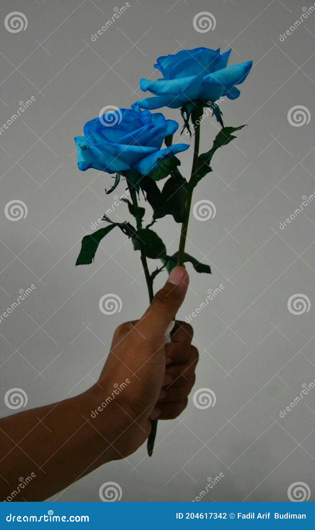 A couple of rose on hand stock photo. Image of purple - 204617342