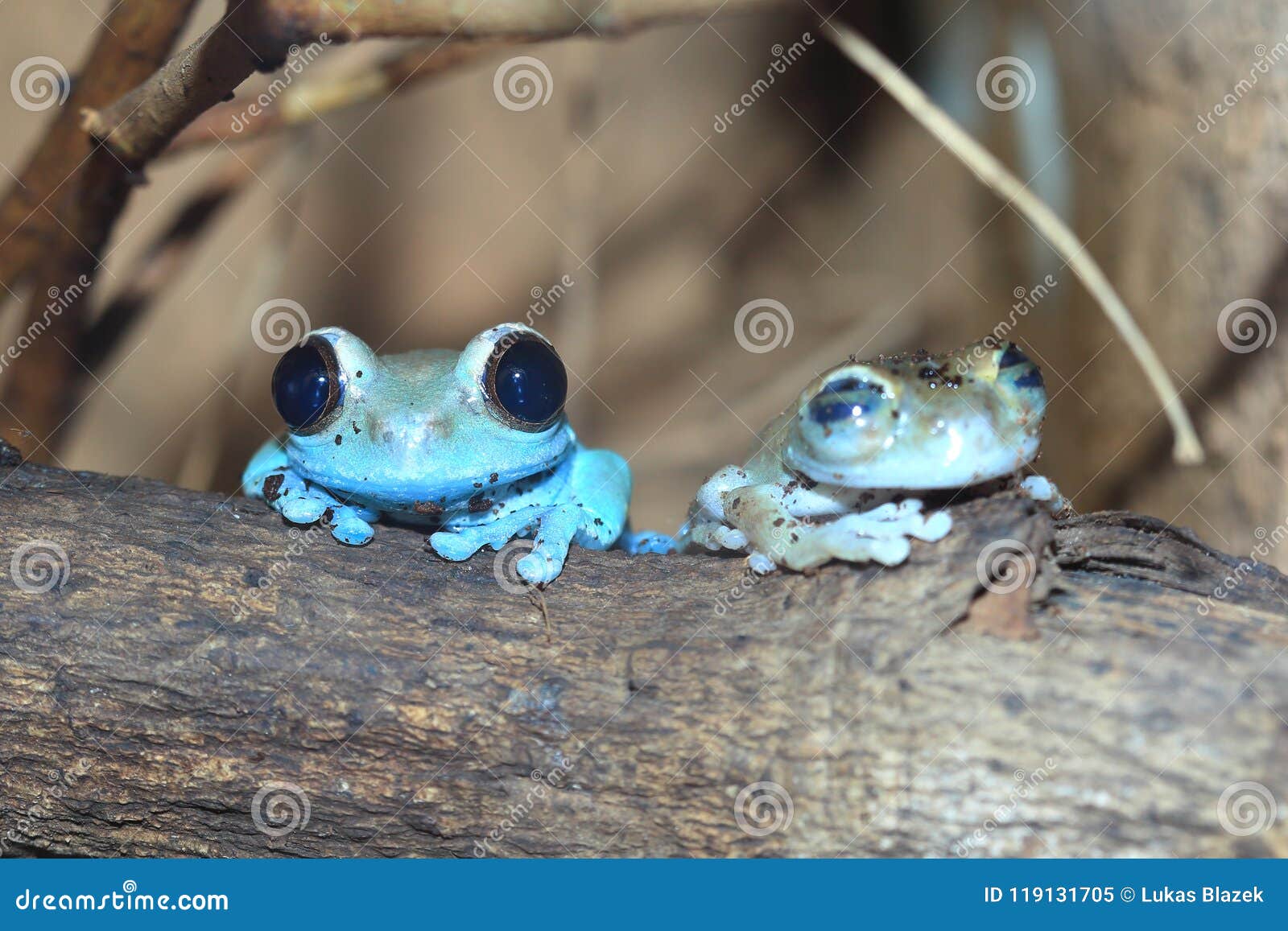 Ruby-eyed treefrog stock image. Image of amphibian, adult - 119131705