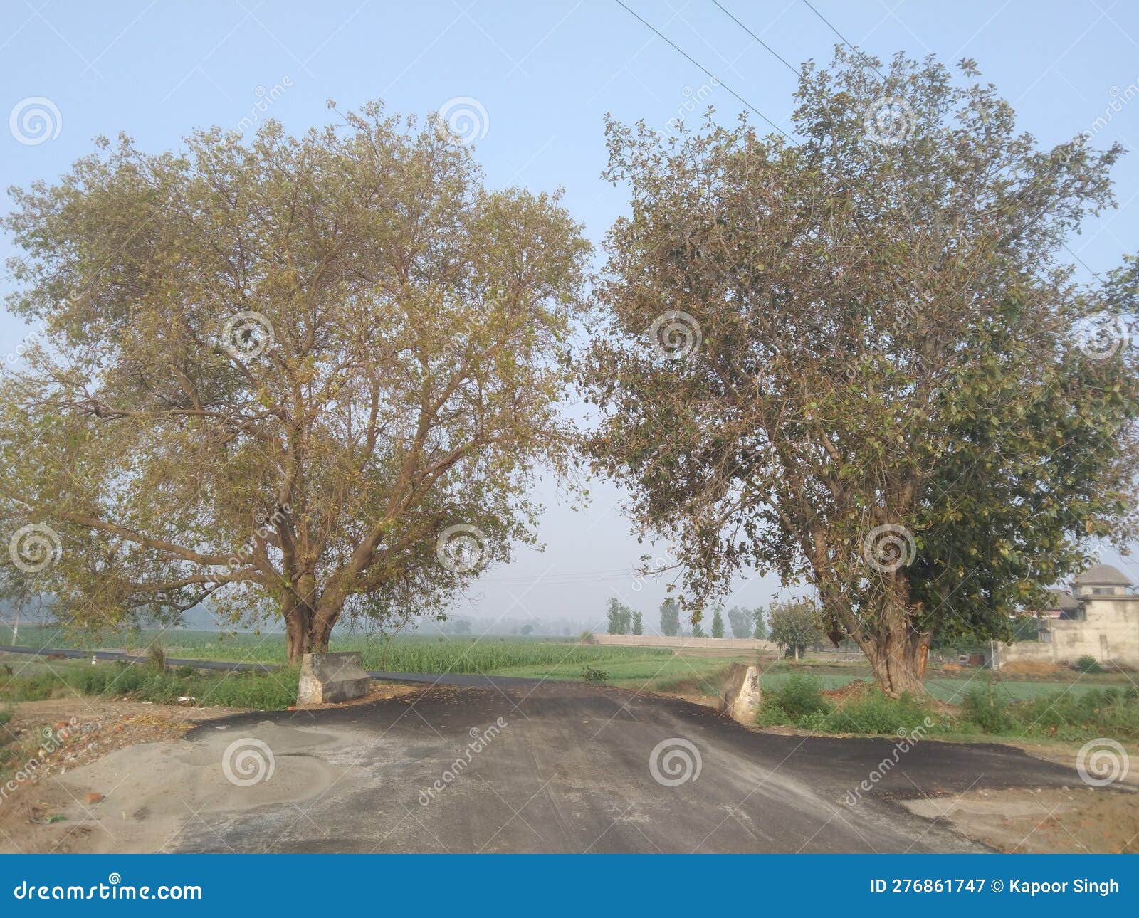 Couple of sacred fig stock image. Image of plant, autumn - 276861747