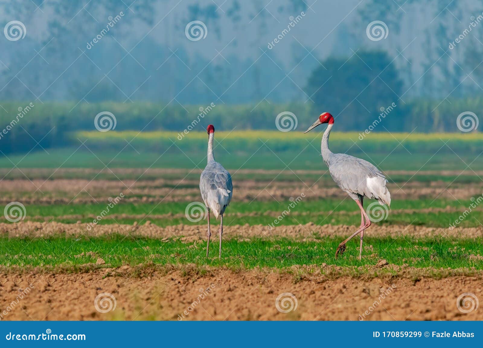 Sarus crane stock image. Image of feathers, crane, grus - 170859299