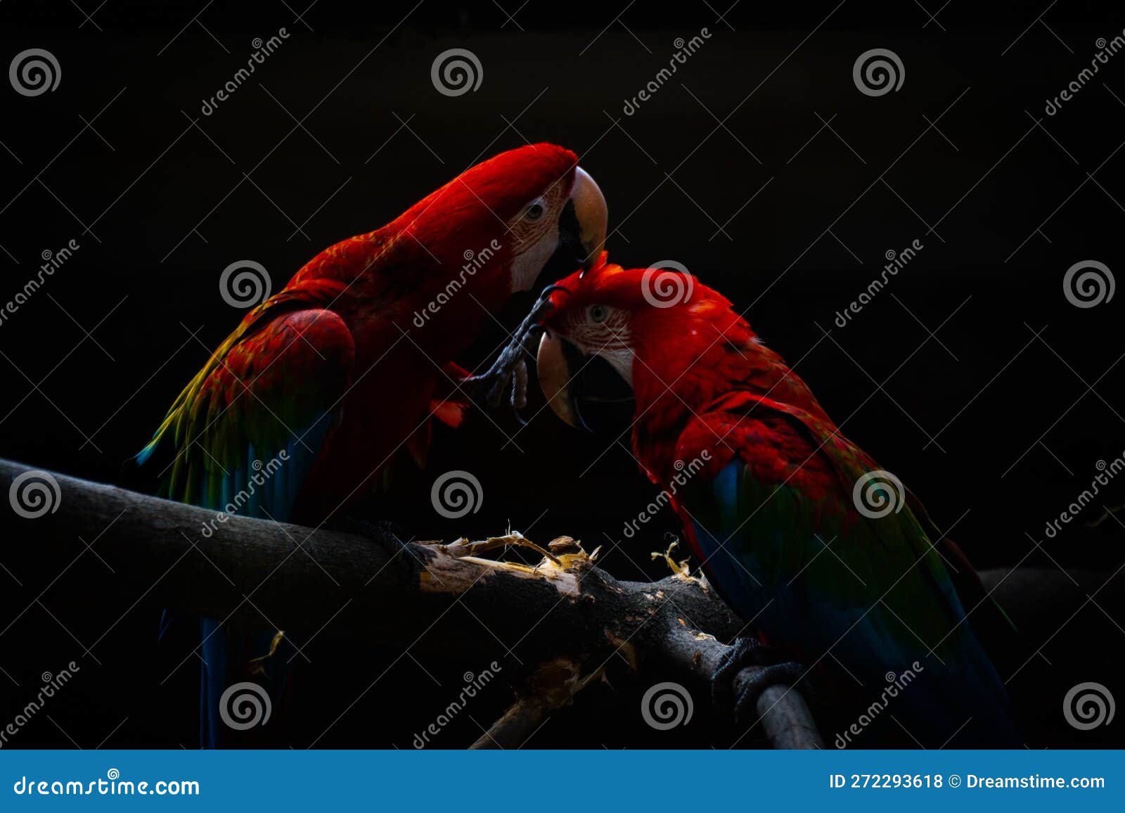 Couple of Scarlet Macaws Preening Each Other Affectionately. Stock ...