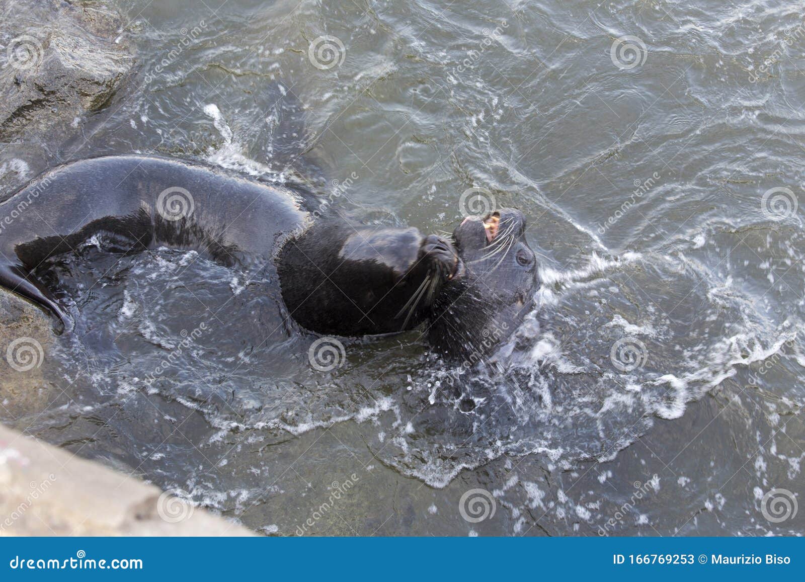 A Couple of Sea Lions Fighting in the Sea Stock Image - Image of fish ...