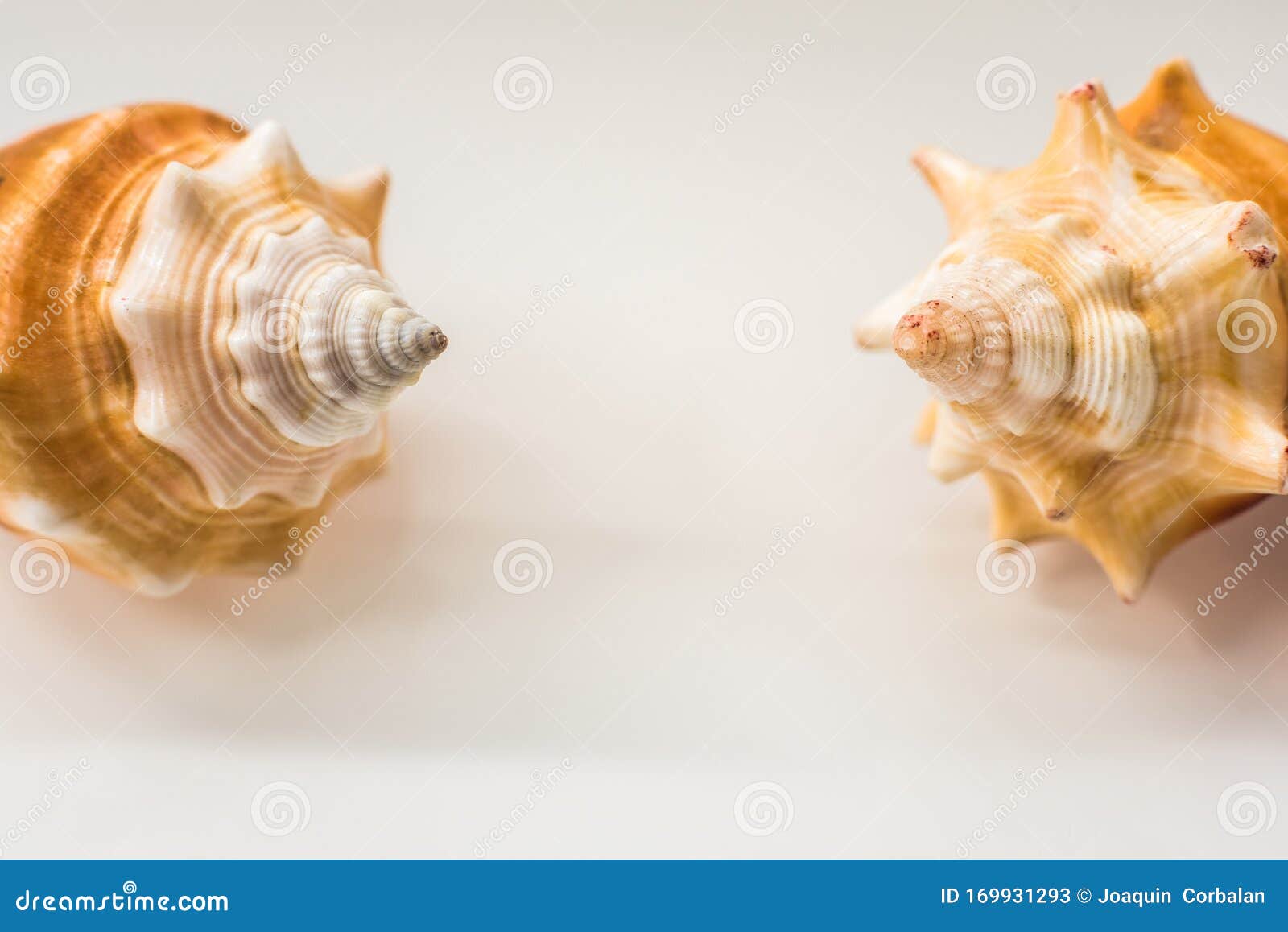 Seashells Isolated on White Stock Image - Image of design, isolated ...