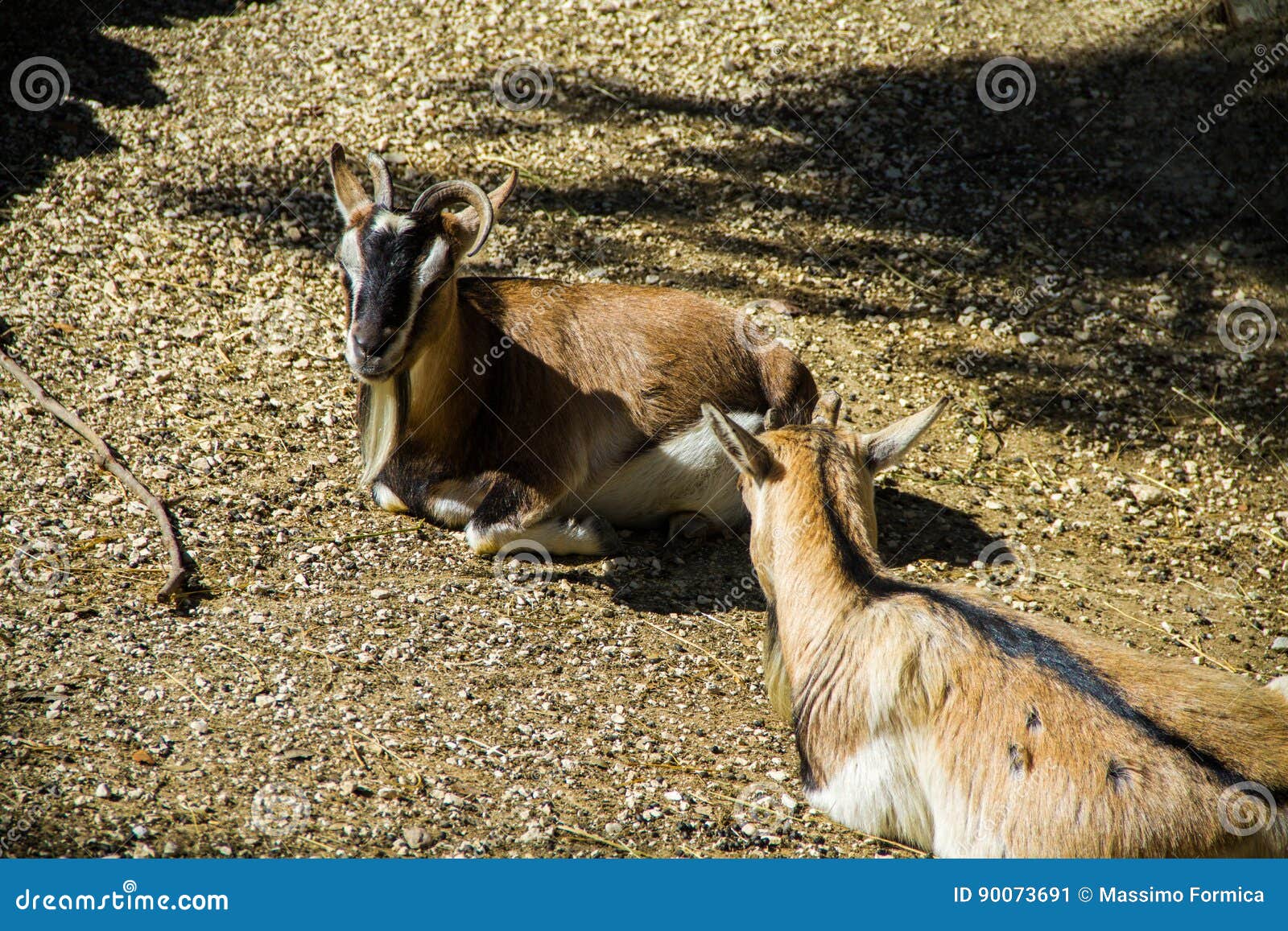 Seated Goats Stock Photos - Free & Royalty-Free Stock Photos from ...