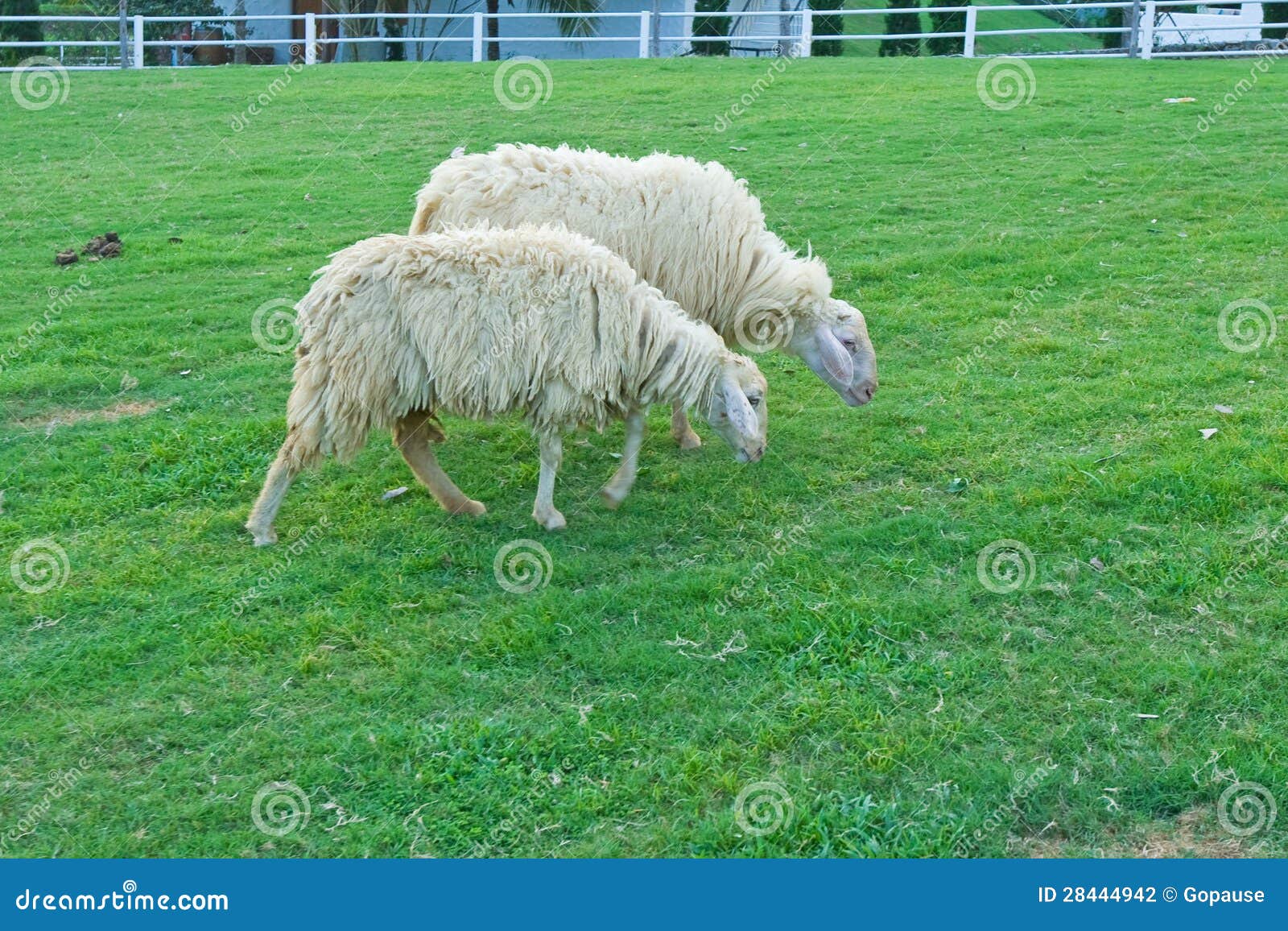 Couple of sheep stock photo. Image of green, head, livestock - 28444942