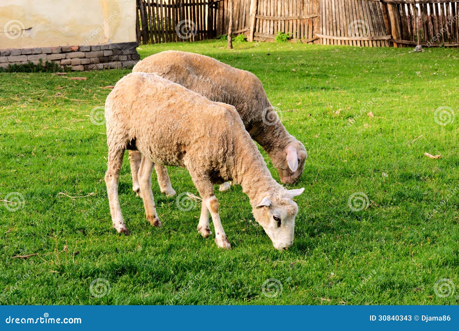 Couple of sheeps stock image. Image of rural, graze, farming - 30840343