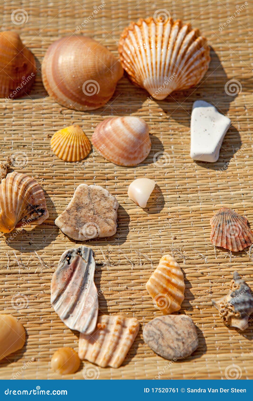 Couple of Shells and Stones Stock Image - Image of shell, stones: 17520761