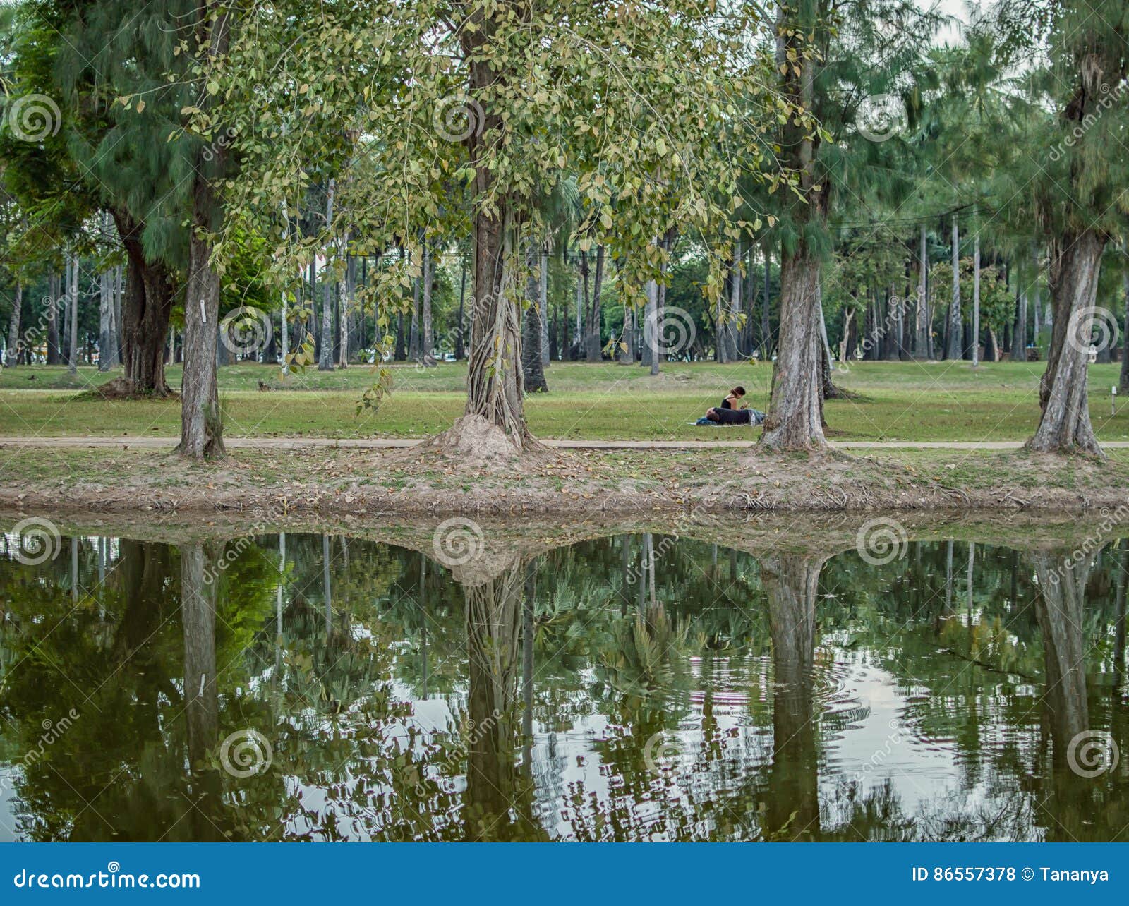 A Couple Sits and Relax Under the Trees in the Park Stock Photo - Image ...
