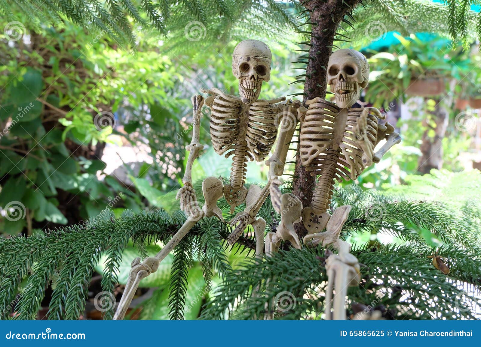 Couple of Skeletons Under the Pine Trees Stock Image - Image of happy ...