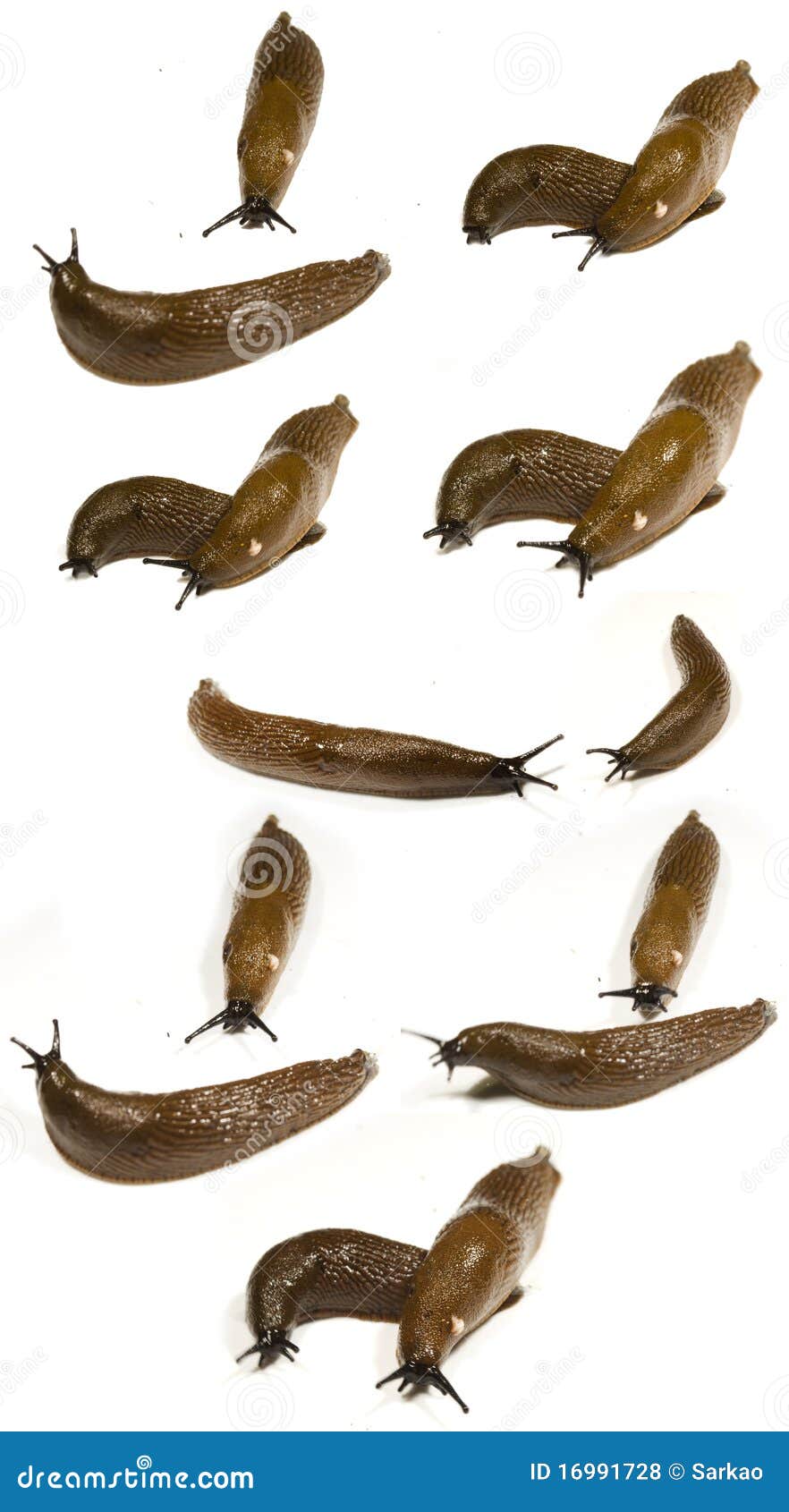Couple of Slugs on the White Background Stock Photo - Image of slow ...