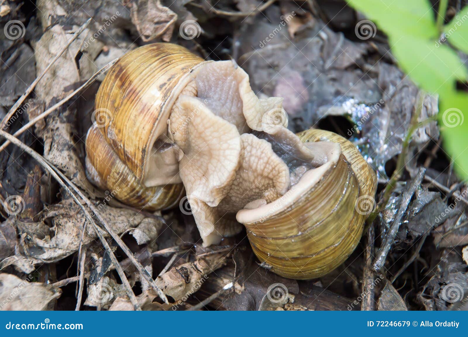 Couple of snails dancing stock image. Image of sexual - 72246679