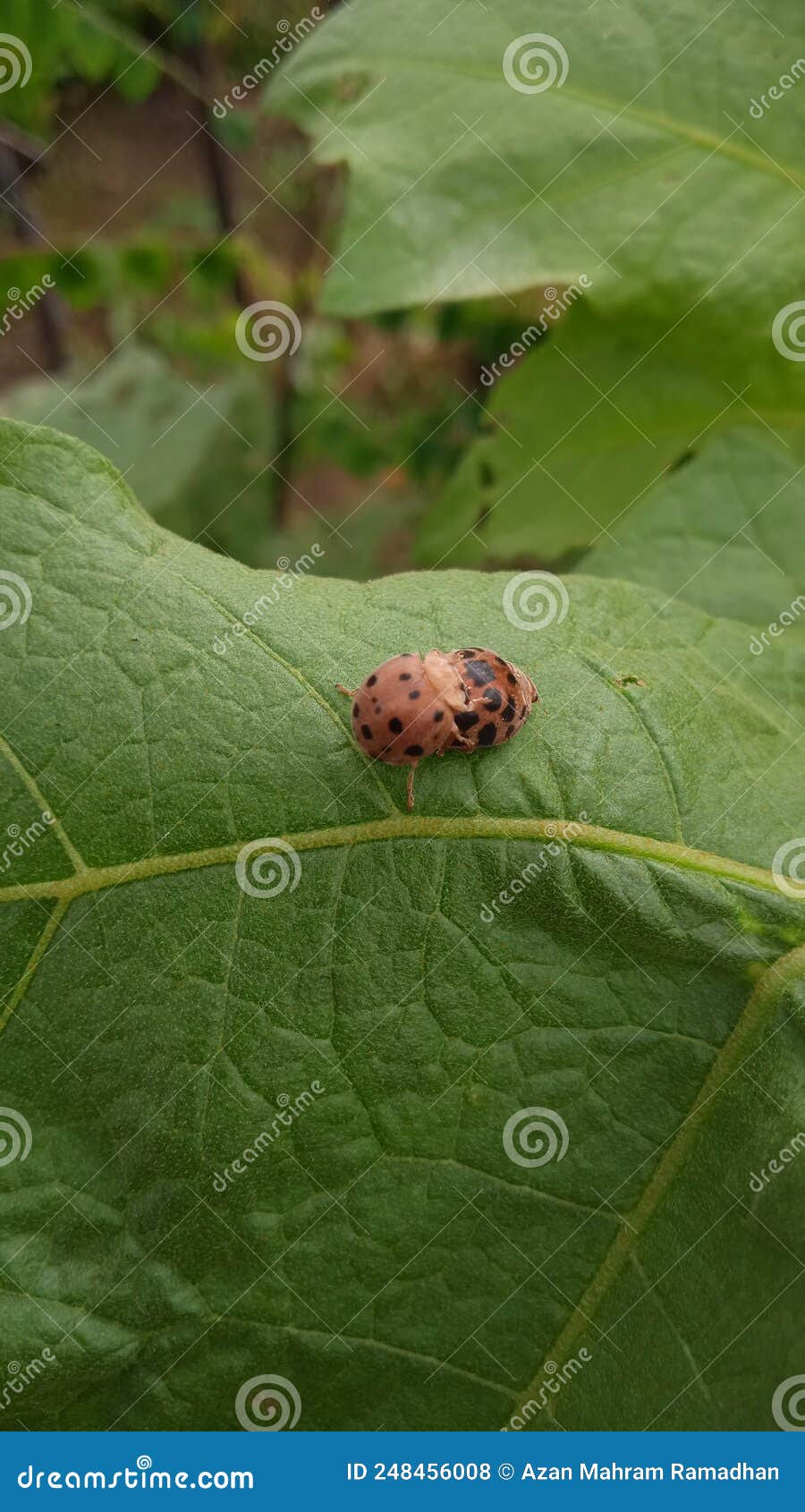 A Couple of 28 Spotted Ladybug Stock Photo - Image of plant, couple ...