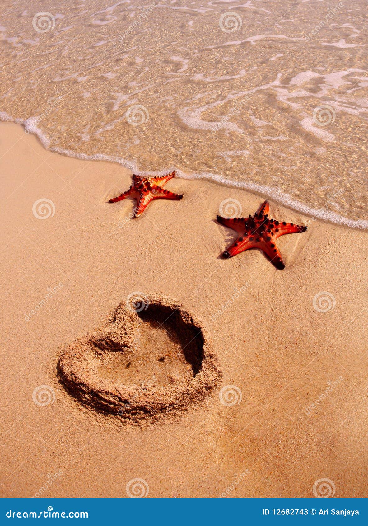 Couple of starfish stock image. Image of animal, vacations - 12682743