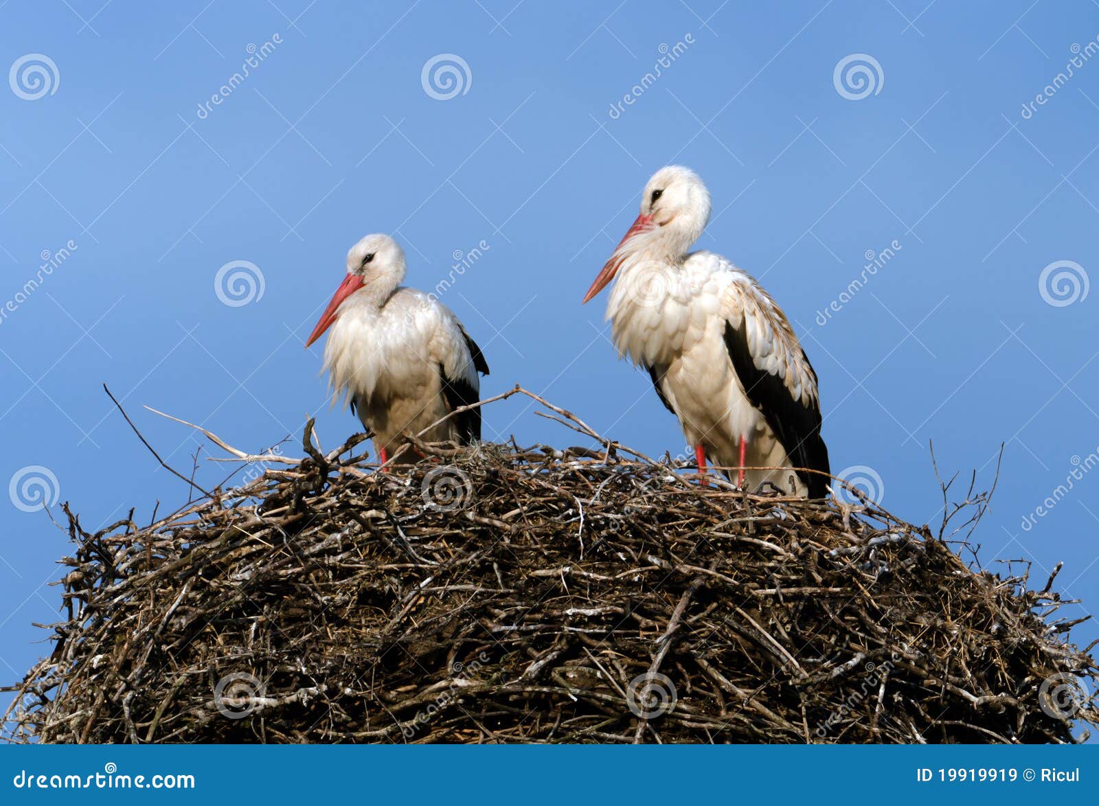 Couple of storks stock image. Image of breed, parents - 19919919