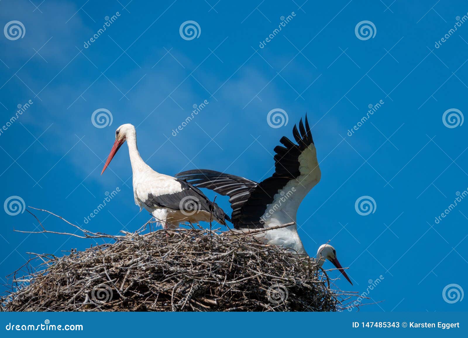 Couple of Storks are Standing in a Nest when the Weather is Nice and ...