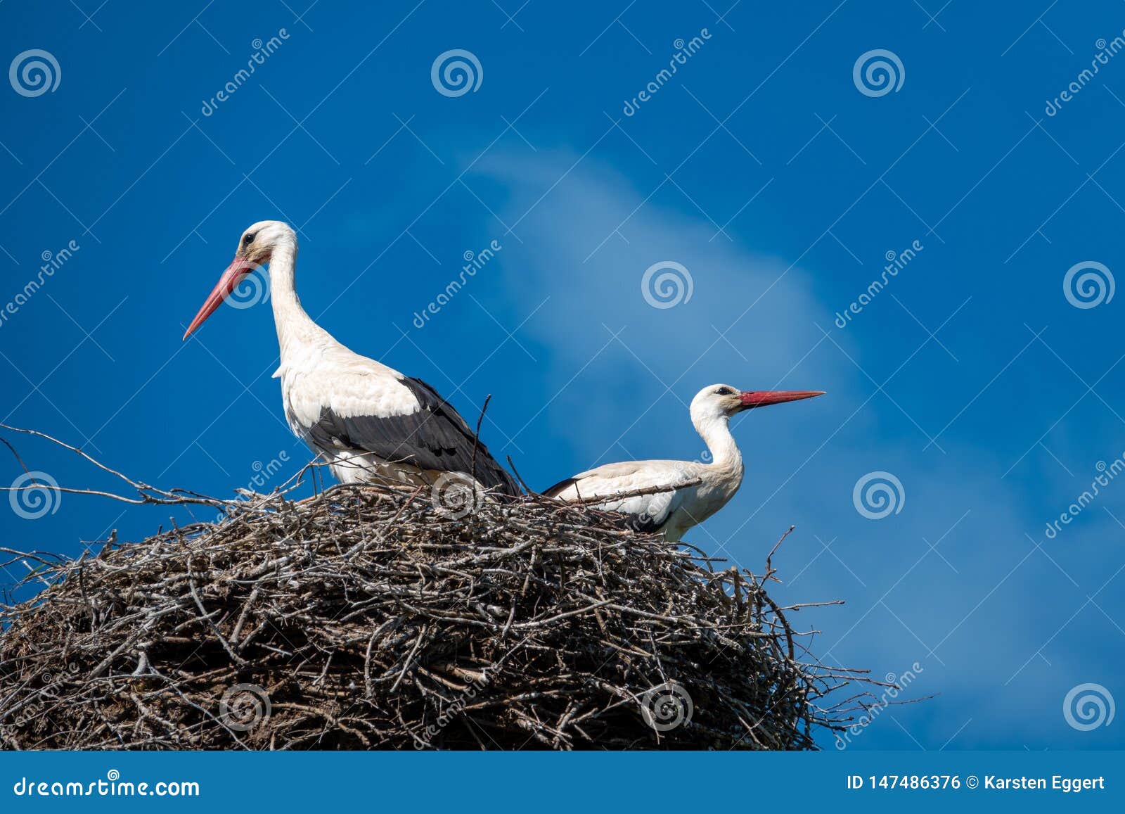 Couple of Storks are Standing in a Nest when the Weather is Nice and ...