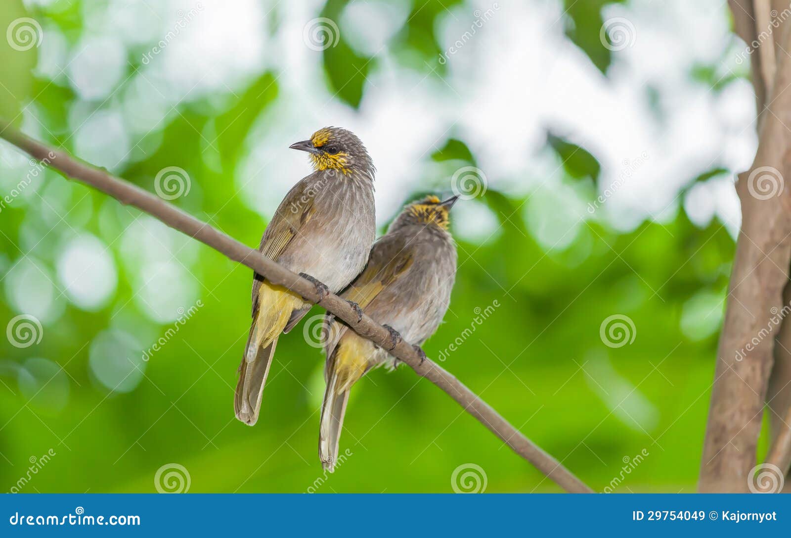 Straw-headed Bulbul(Straw-crowne D Bulbul) Bird Stock Image - Image of ...