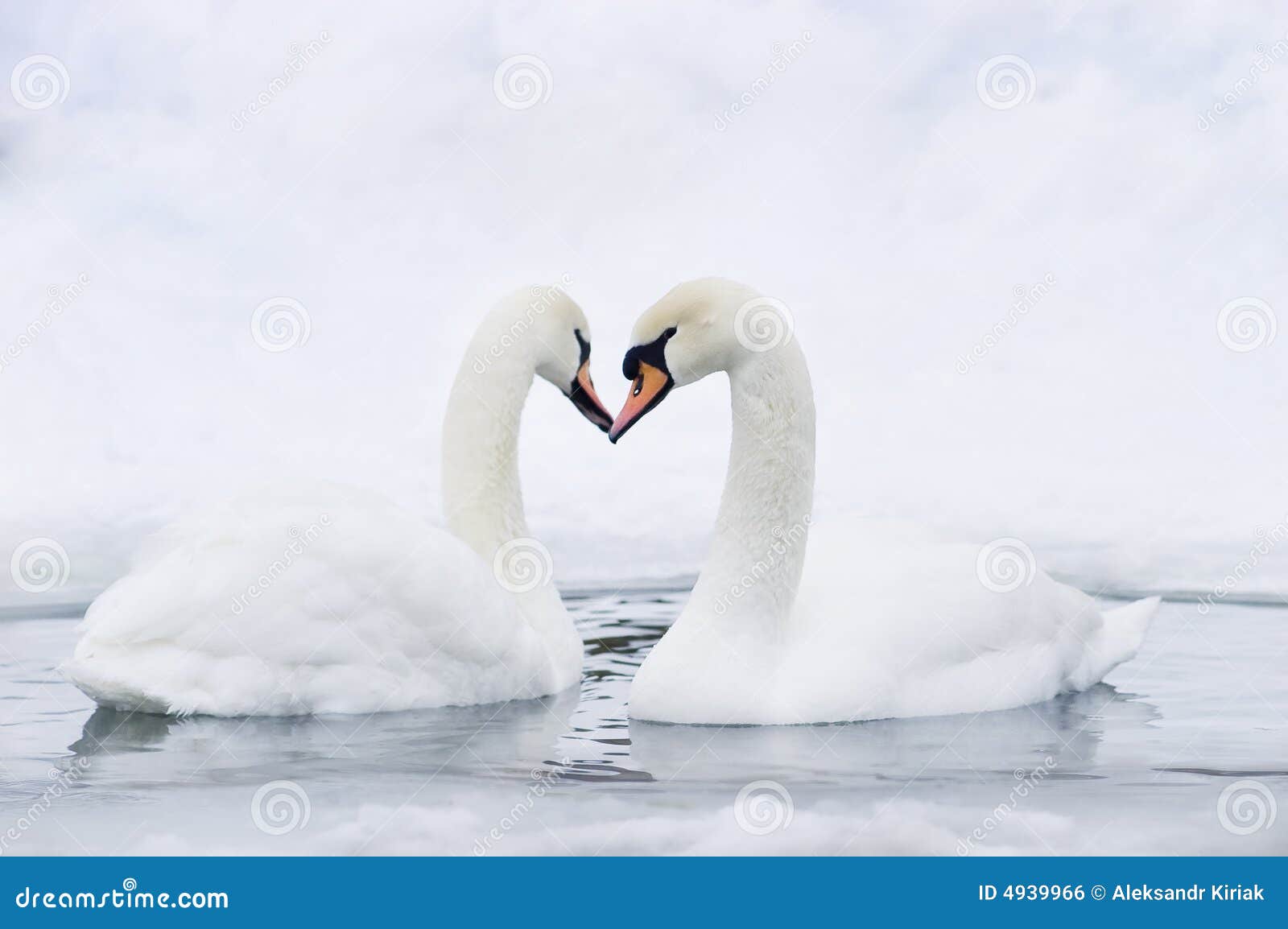 Couple of Swans Forming Heart Stock Photo - Image of card, nature: 4939966